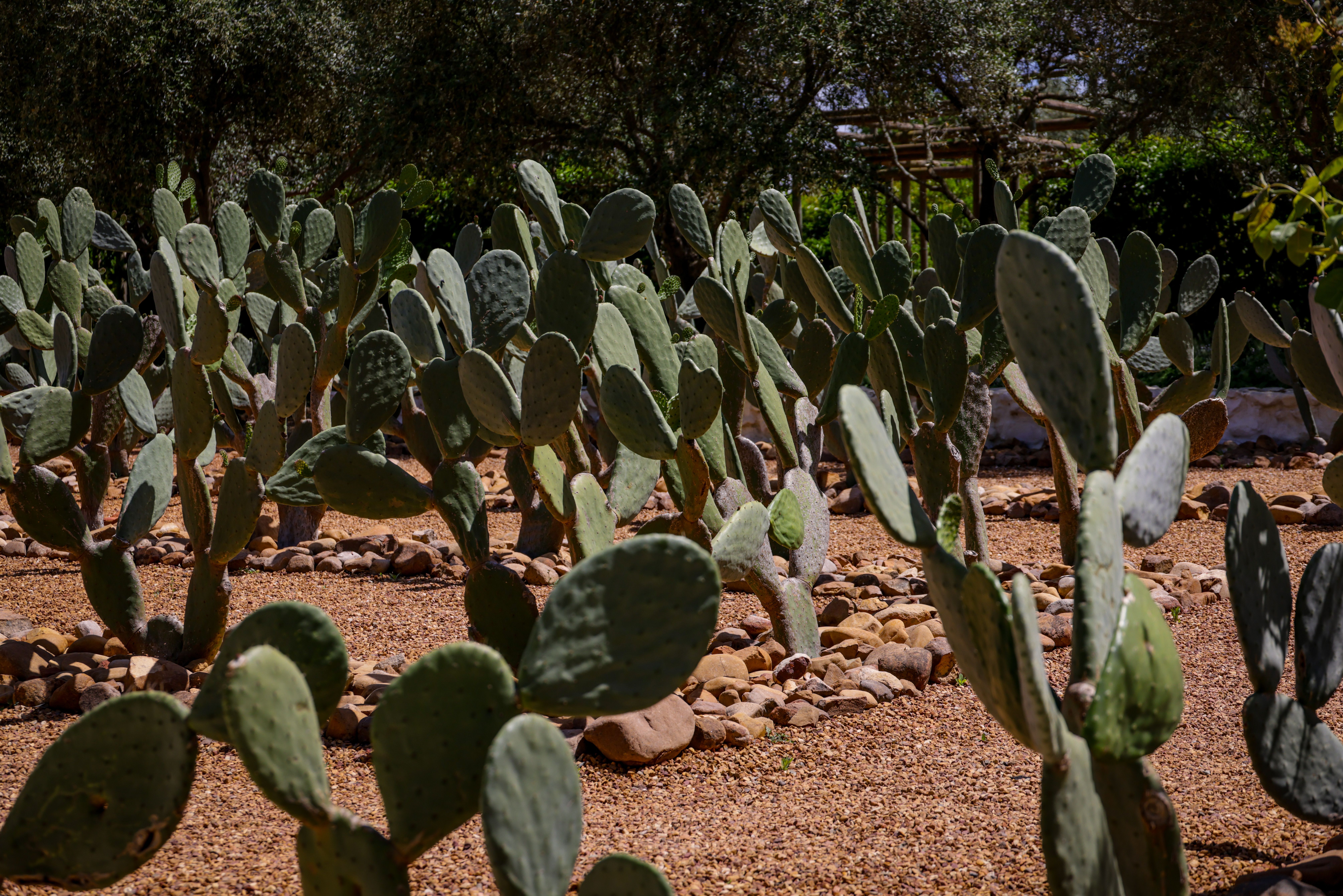 Desert Landscape With Cacti Photos, Download The BEST Free Desert ...