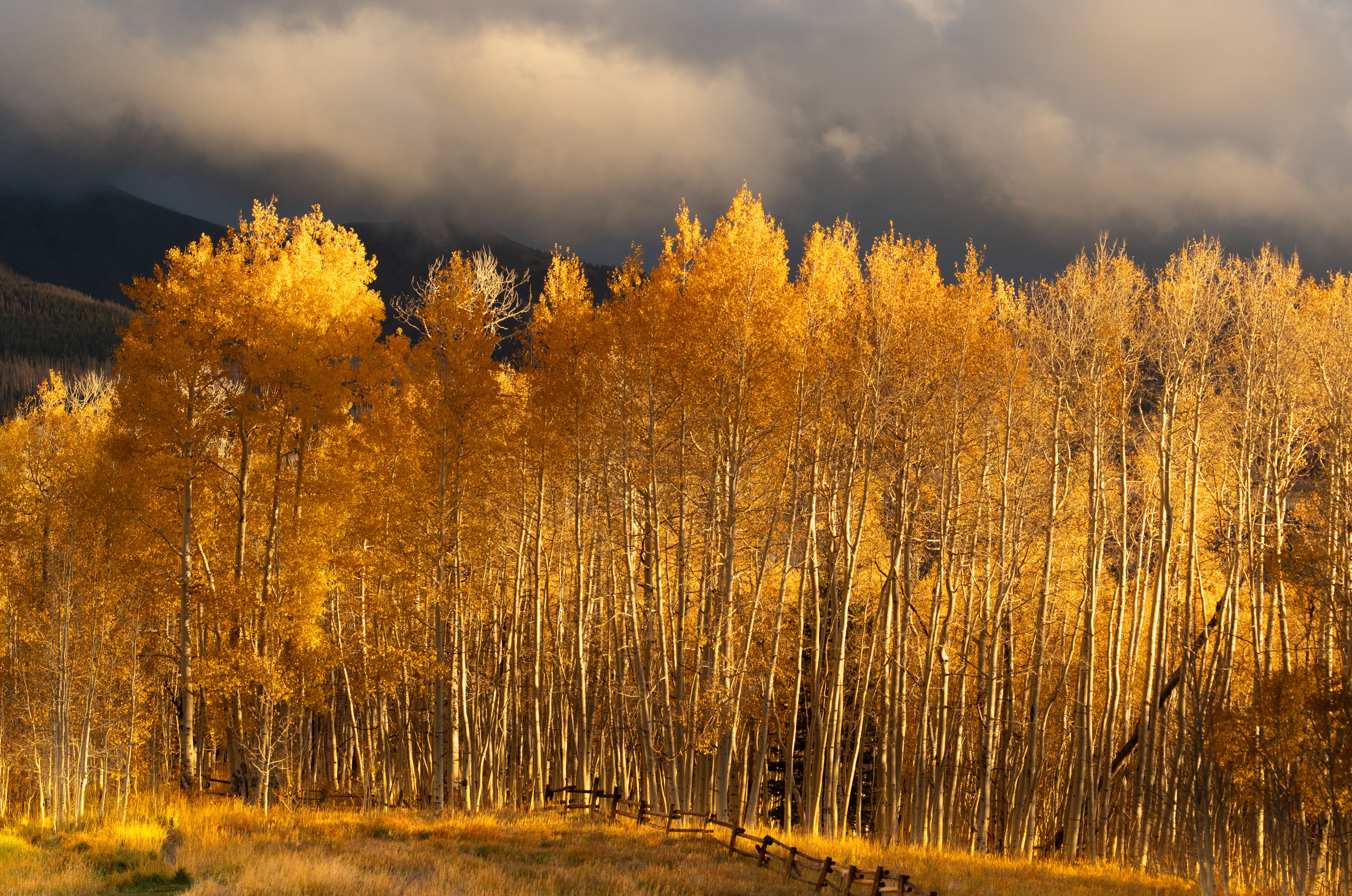 Golden Aspens in Utah's Autumn Forest · Free Stock Photo