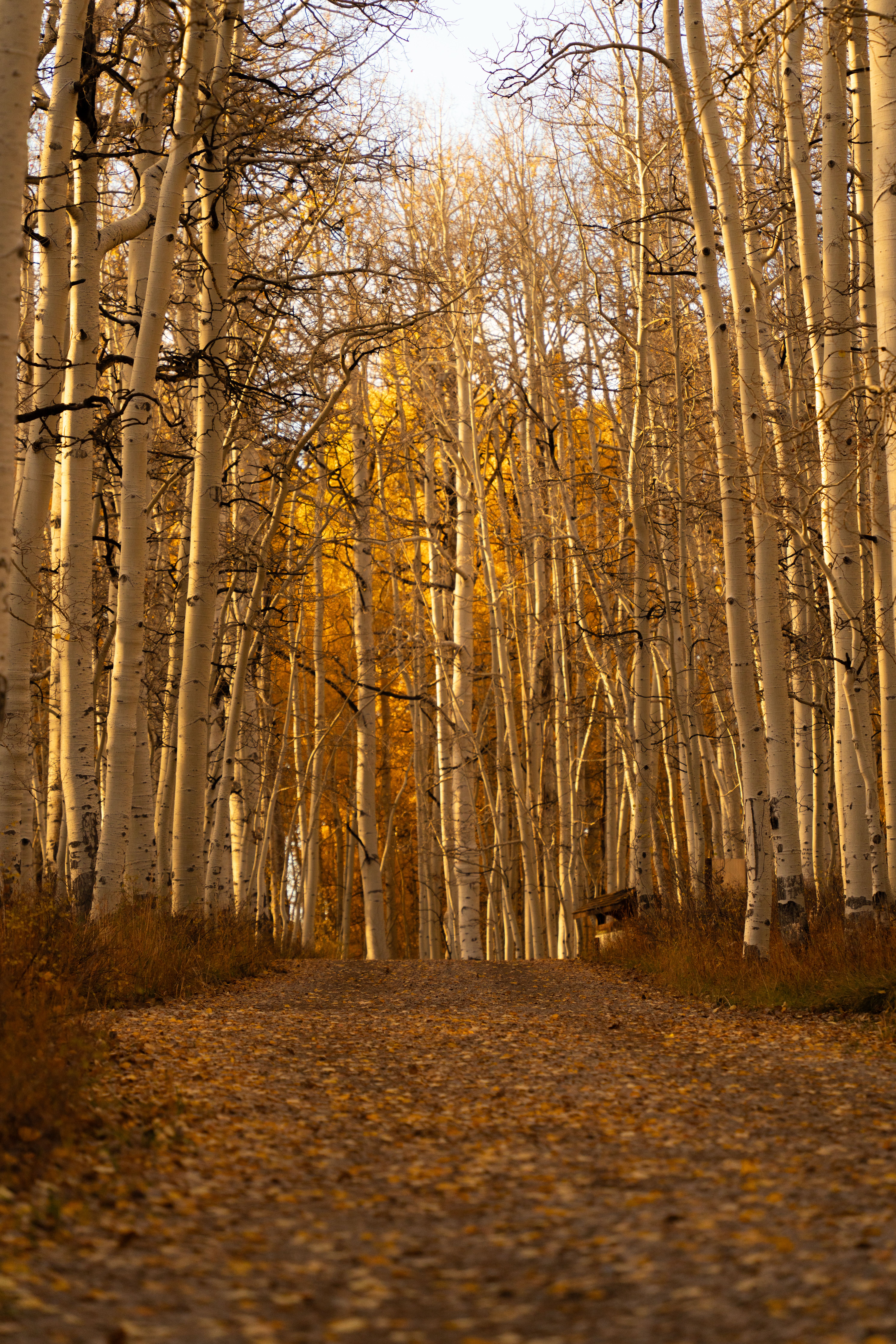 Golden Autumn Pathway in Utah Forest · Free Stock Photo