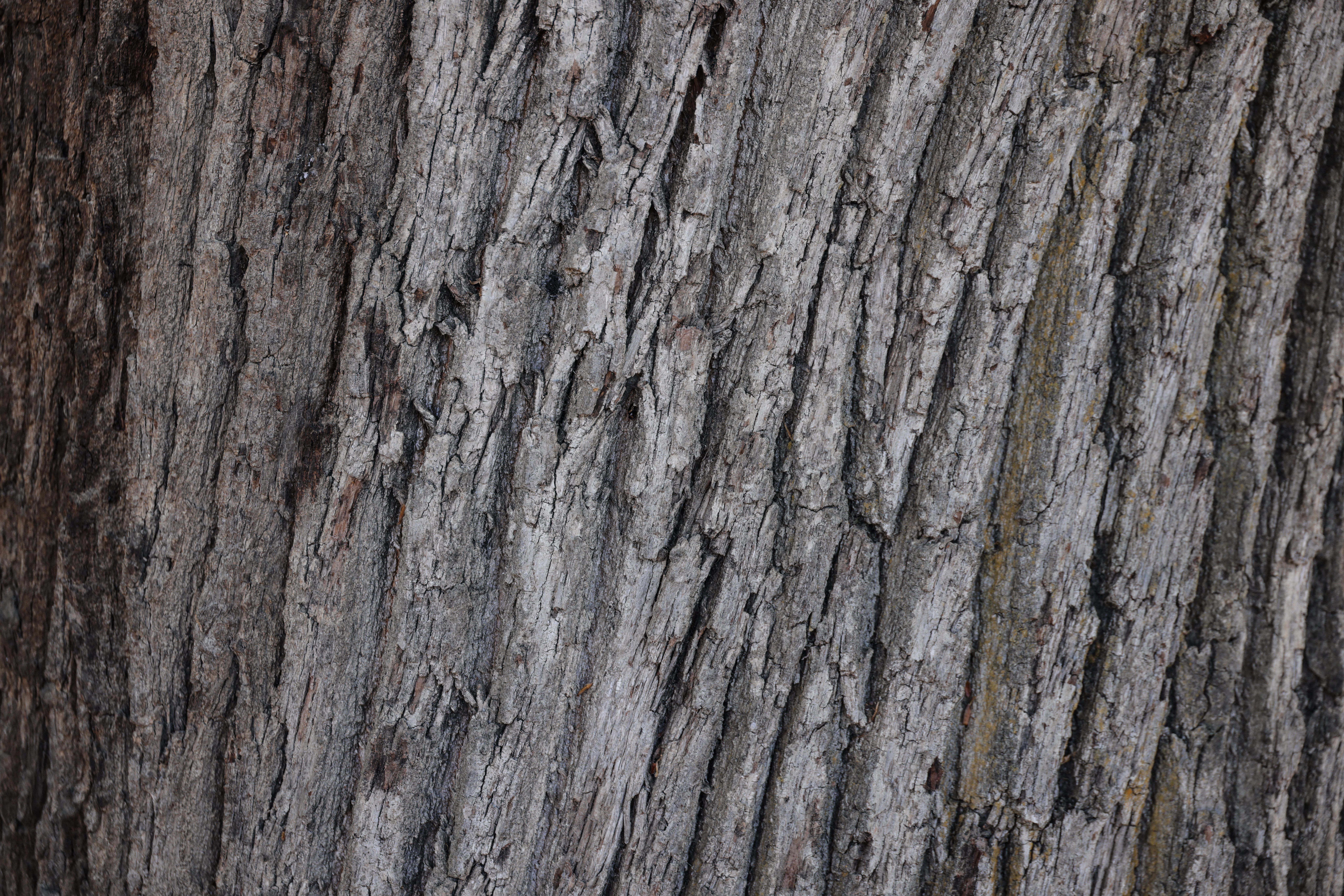 Close-Up of Natural Tree Bark Texture · Free Stock Photo