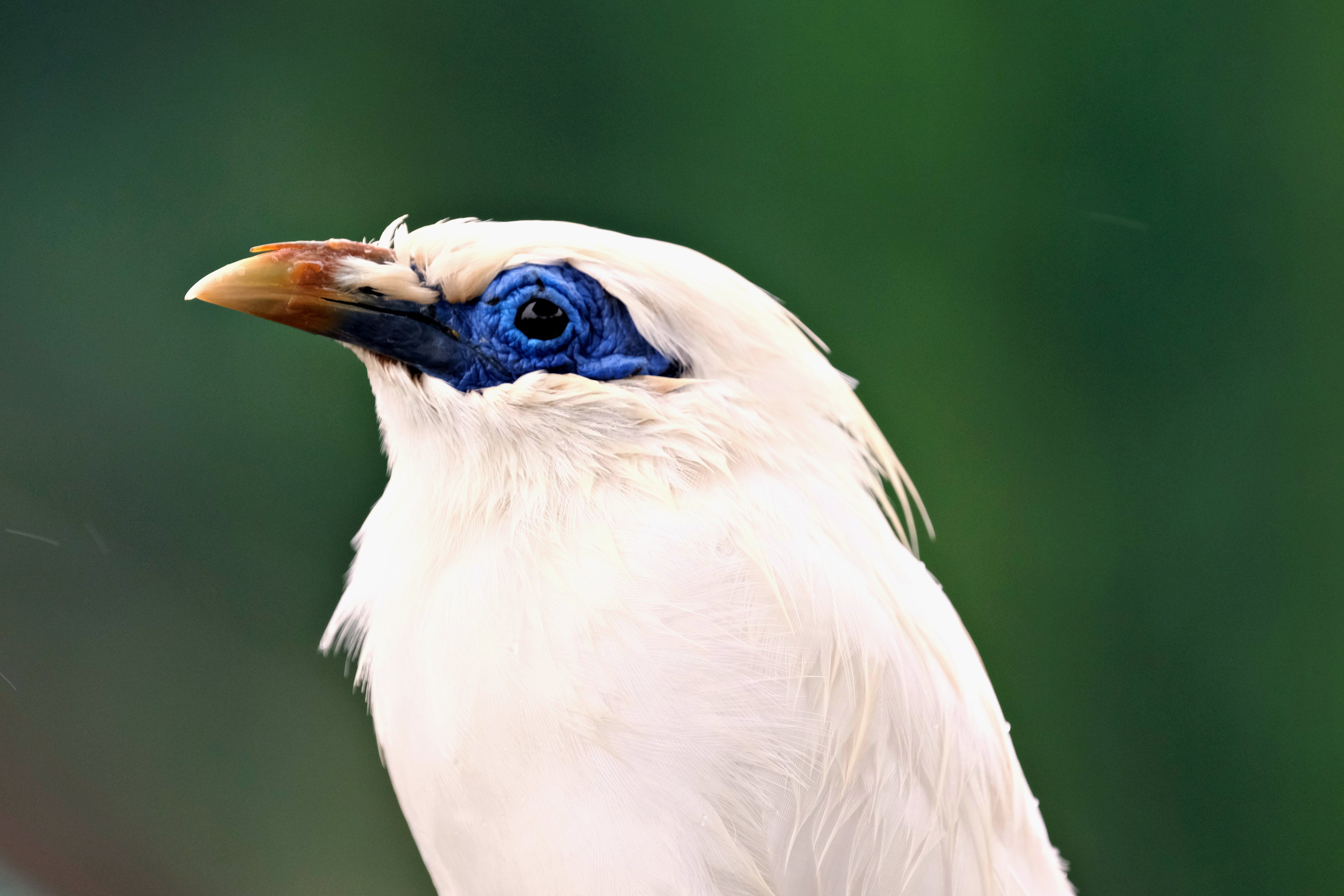 Close-up of a Bali Myna with Vibrant Plumage · Free Stock Photo