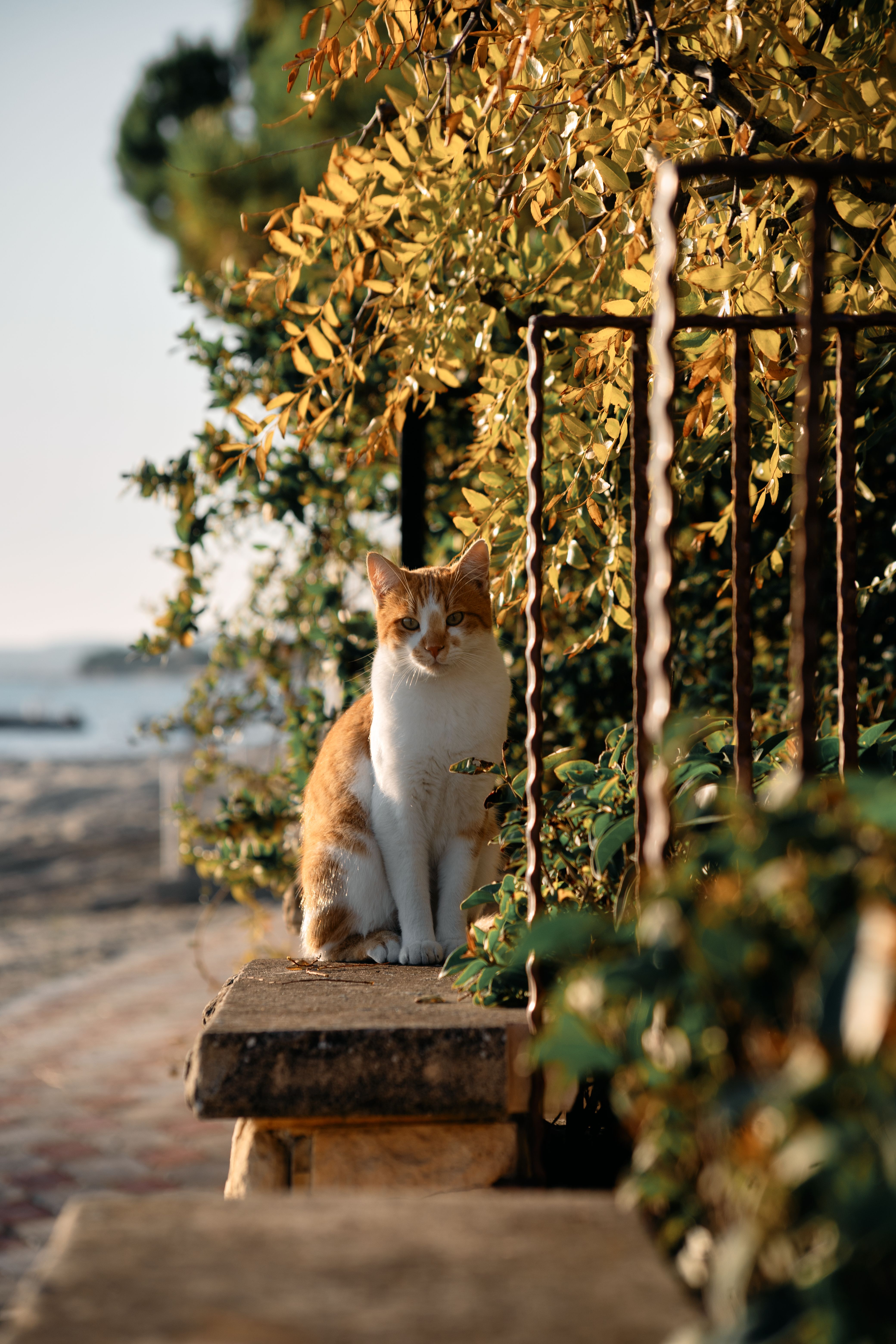 October Cat Photos, Download The BEST Free October Cat Stock Photos ...