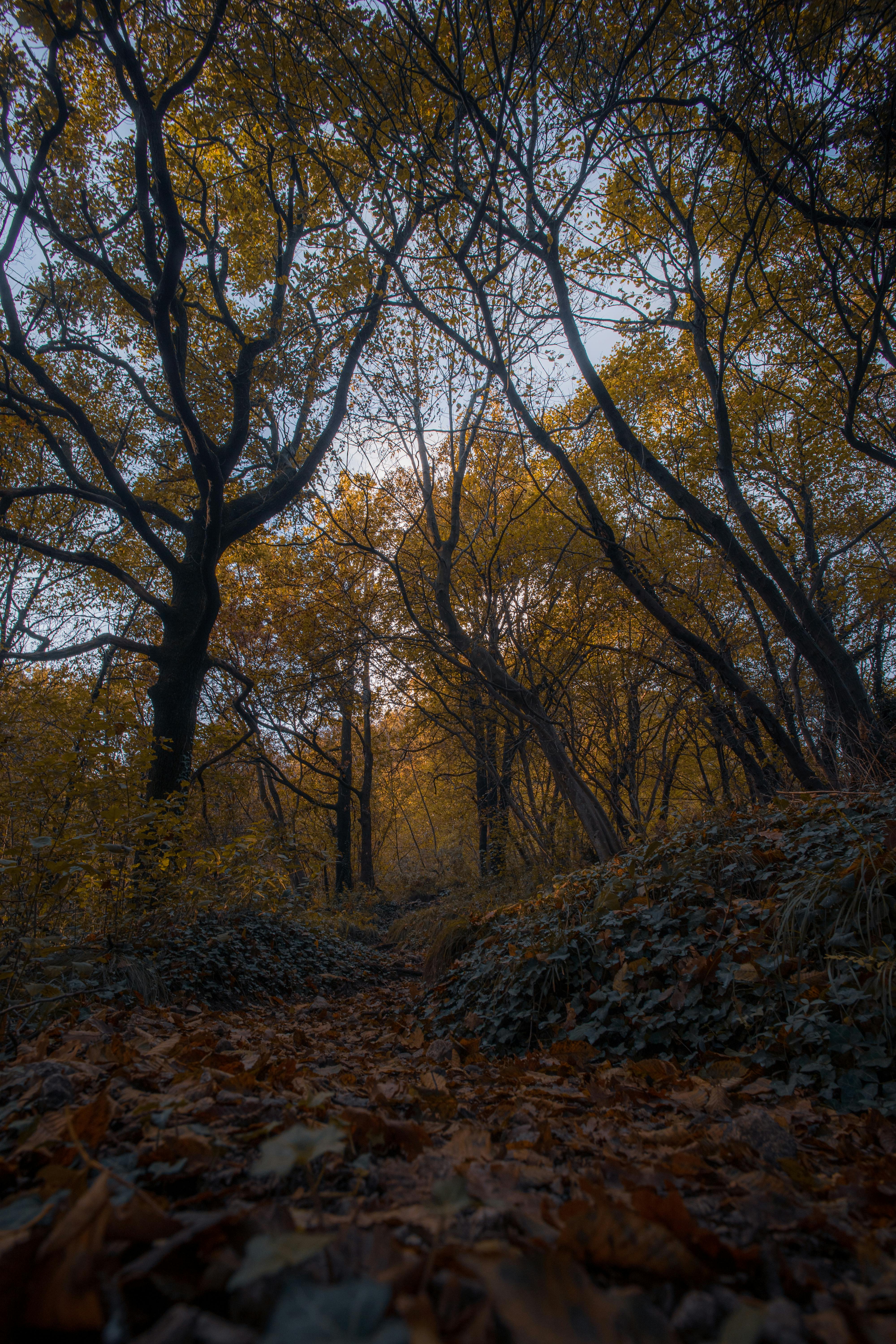 Enchanted Photos, Download The BEST Free Enchanted Stock Photos & HD Images