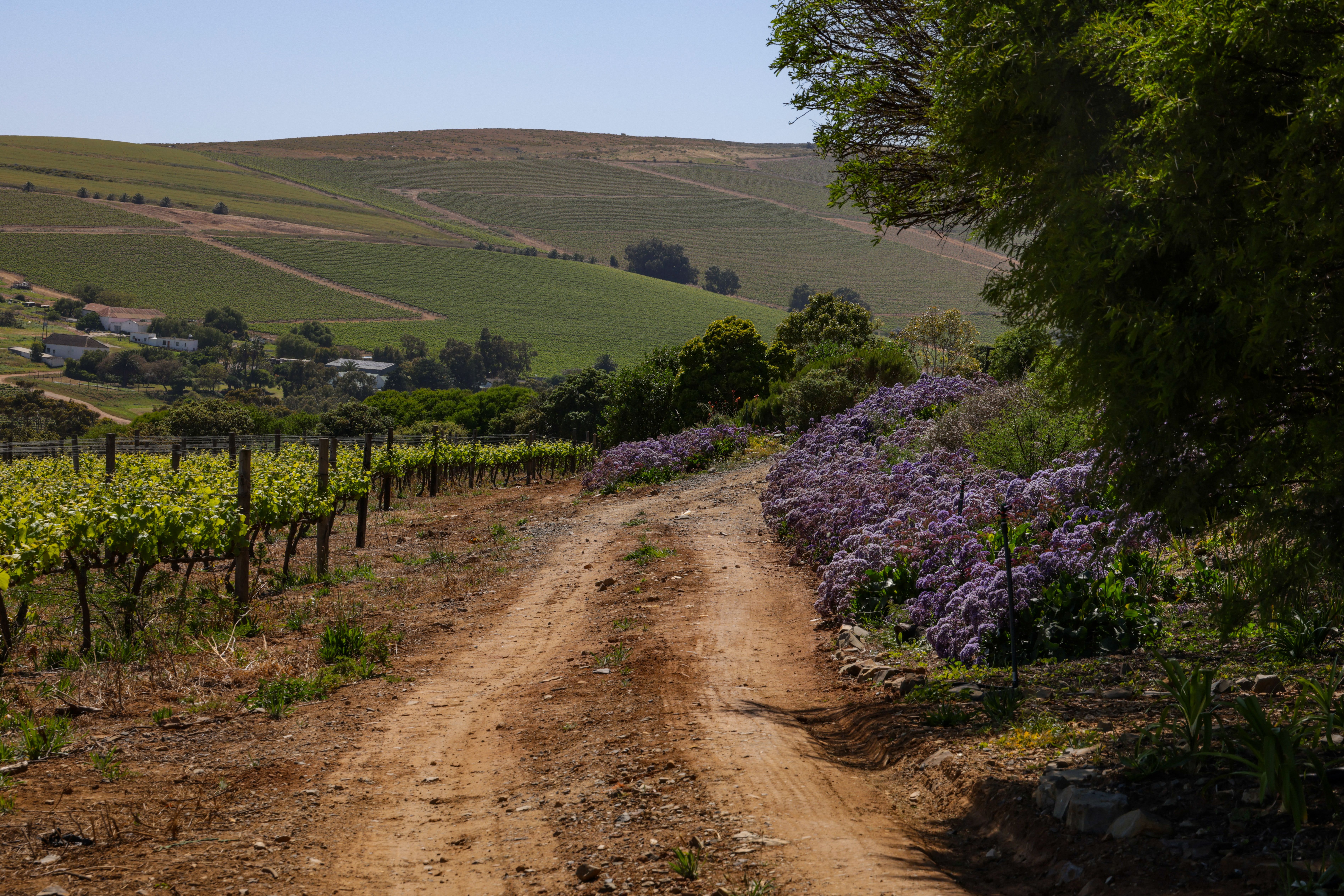 Scenic Vineyard Pathway through Lush Countryside · Free Stock Photo