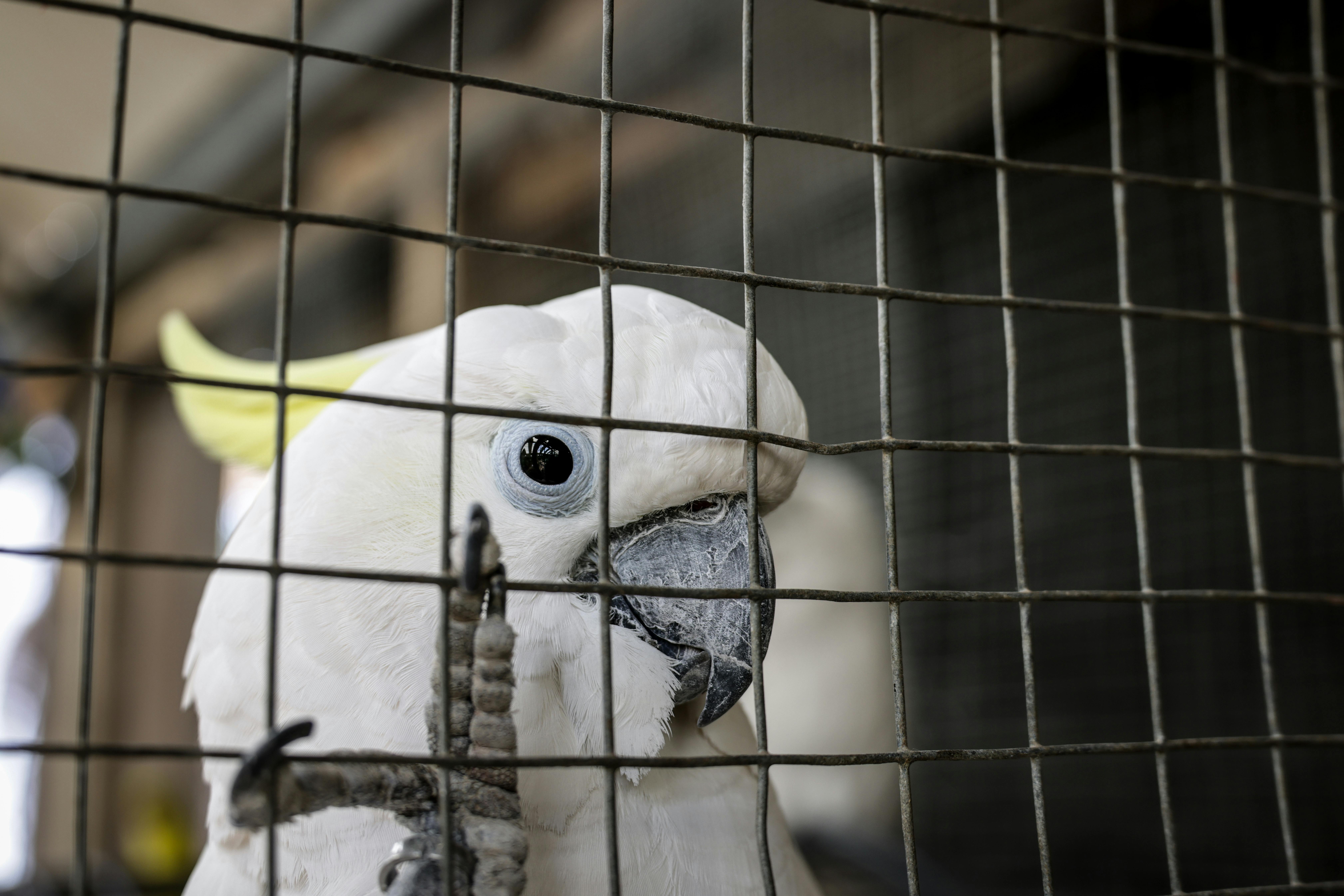 Animal Rescue Photos, Download The BEST Free Animal Rescue Stock Photos ...