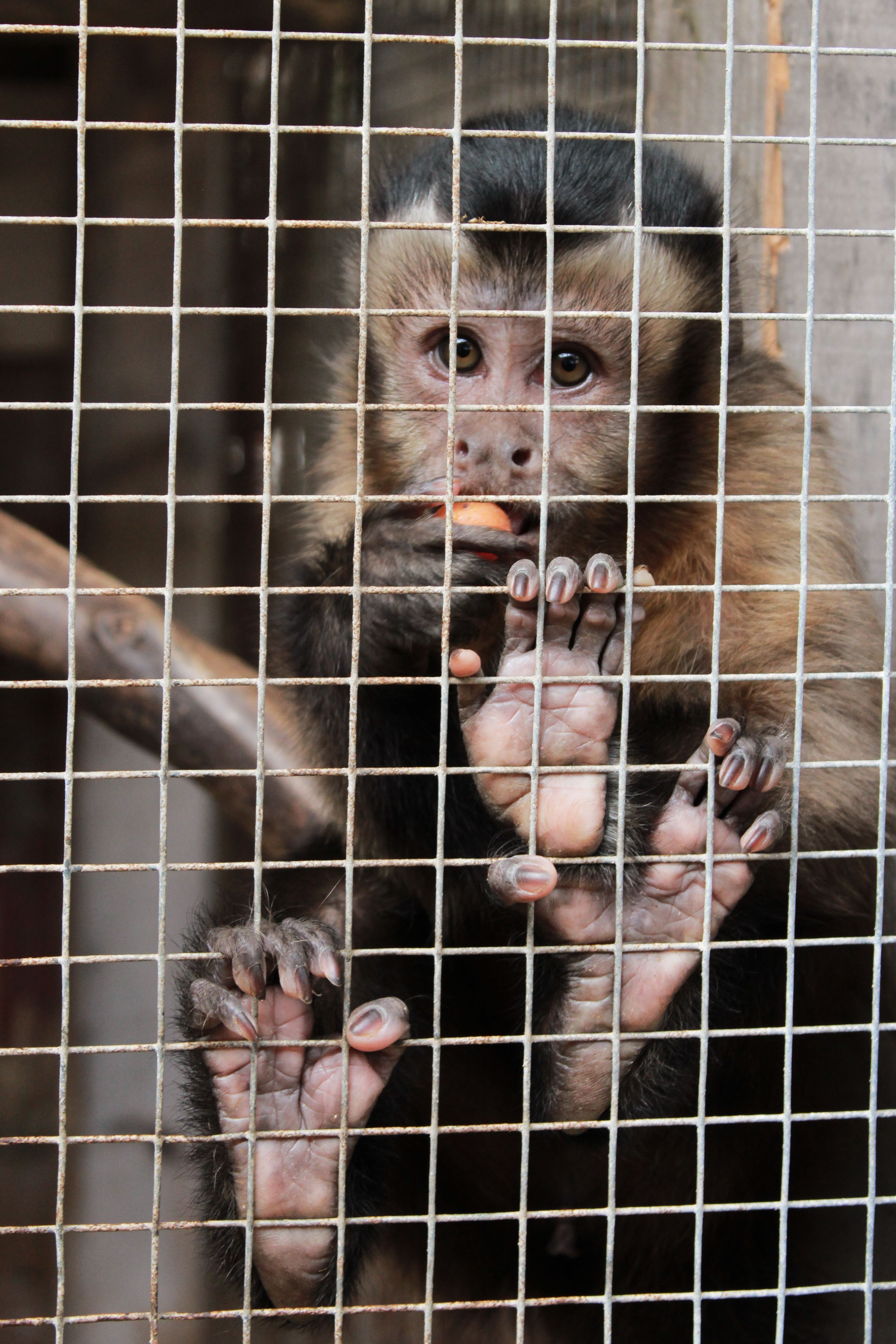 Captive Capuchin Monkey Behind Bars in Rabat Zoo · Free Stock Photo