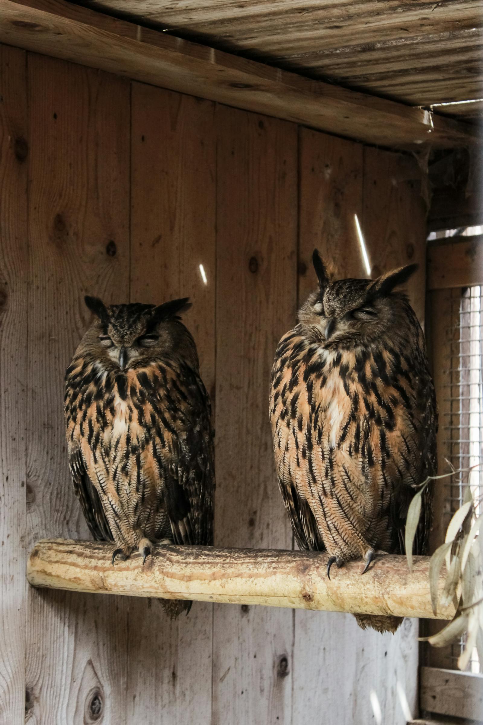 Owls Photos, Download The BEST Free Owls Stock Photos & HD Images