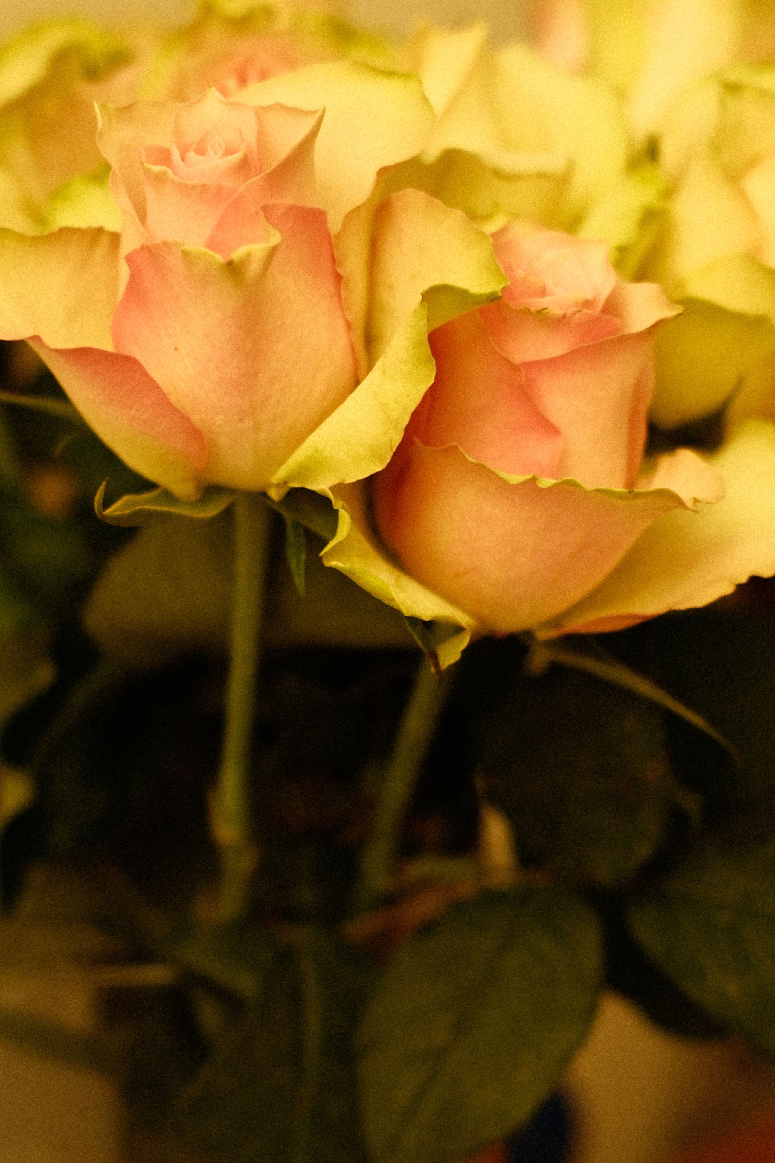 Vibrant Floral Arrangement with Pink Roses · Free Stock Photo