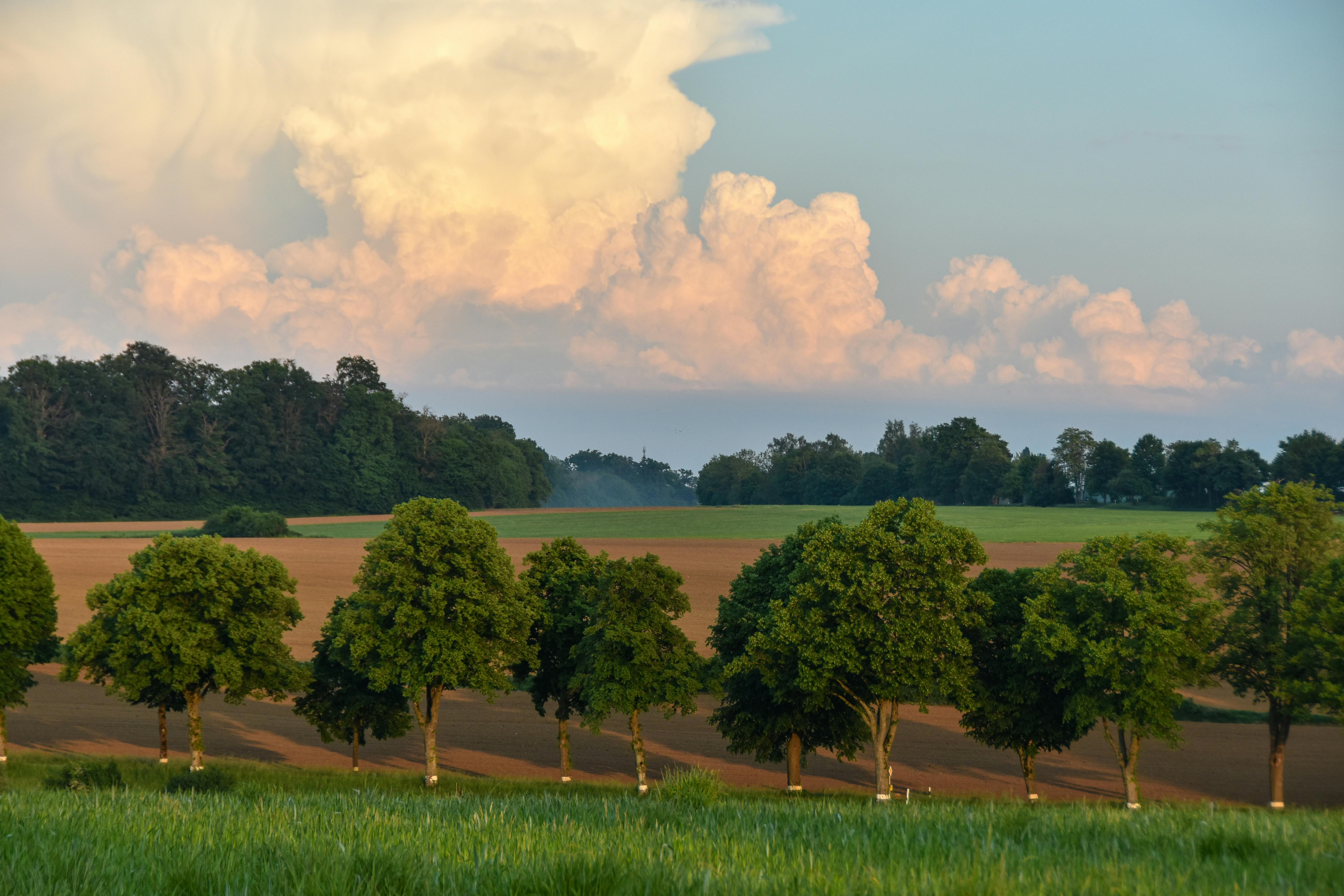 Tree Line Photos, Download The BEST Free Tree Line Stock Photos & HD Images