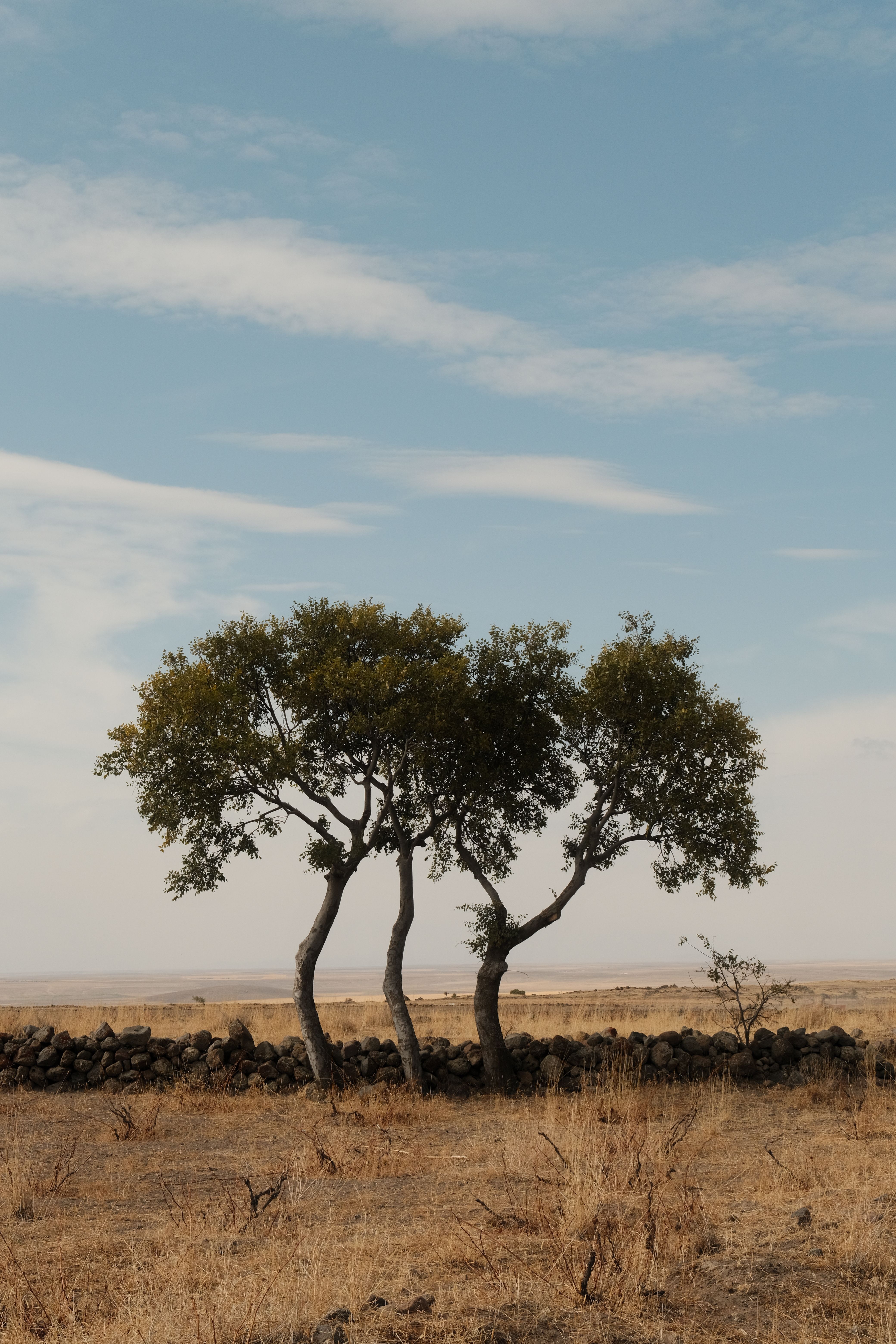 Serene Landscape with Lone Trees and Stone Wall · Free Stock Photo