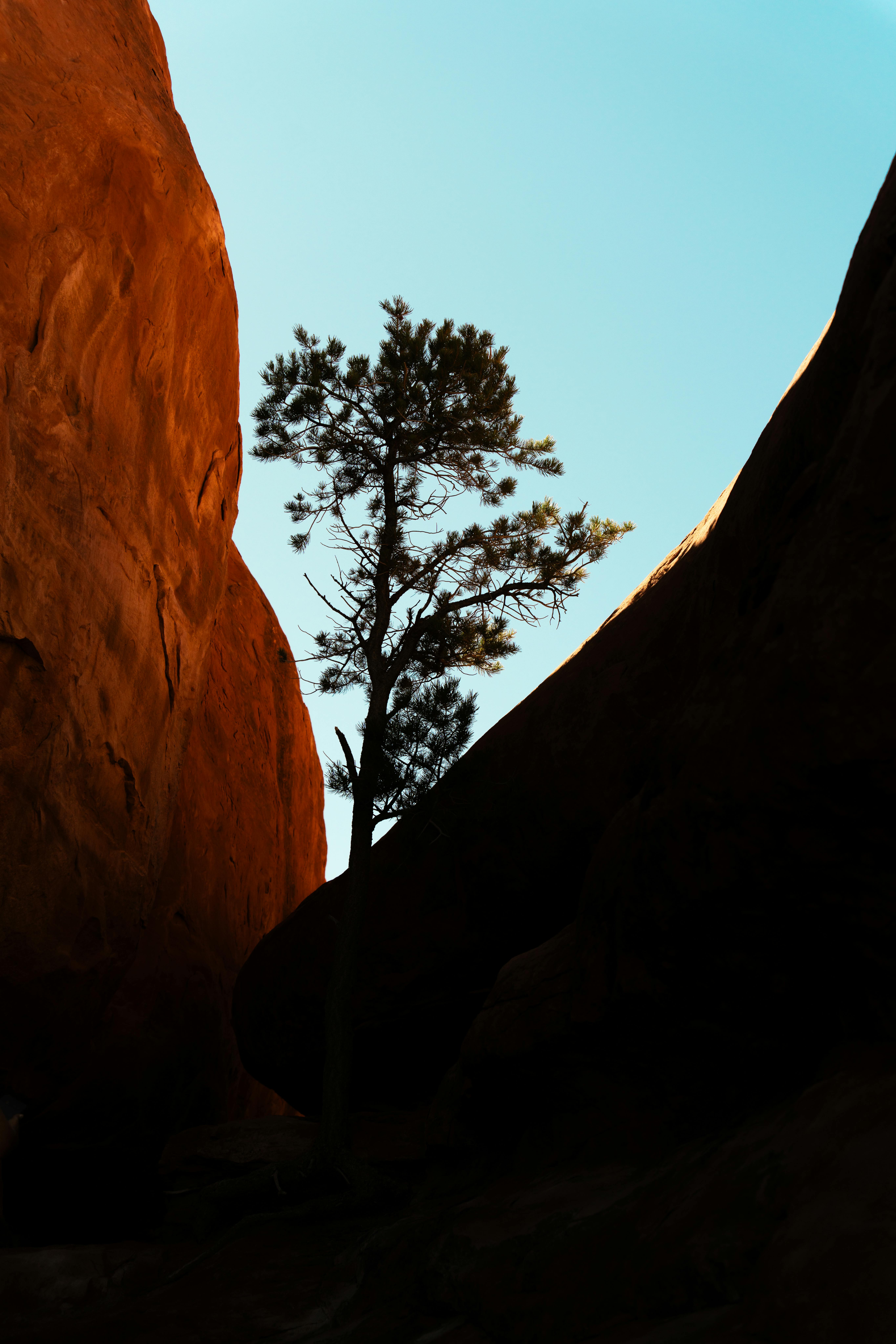 Lonely Tree Between Red Rock Canyons in Utah · Free Stock Photo