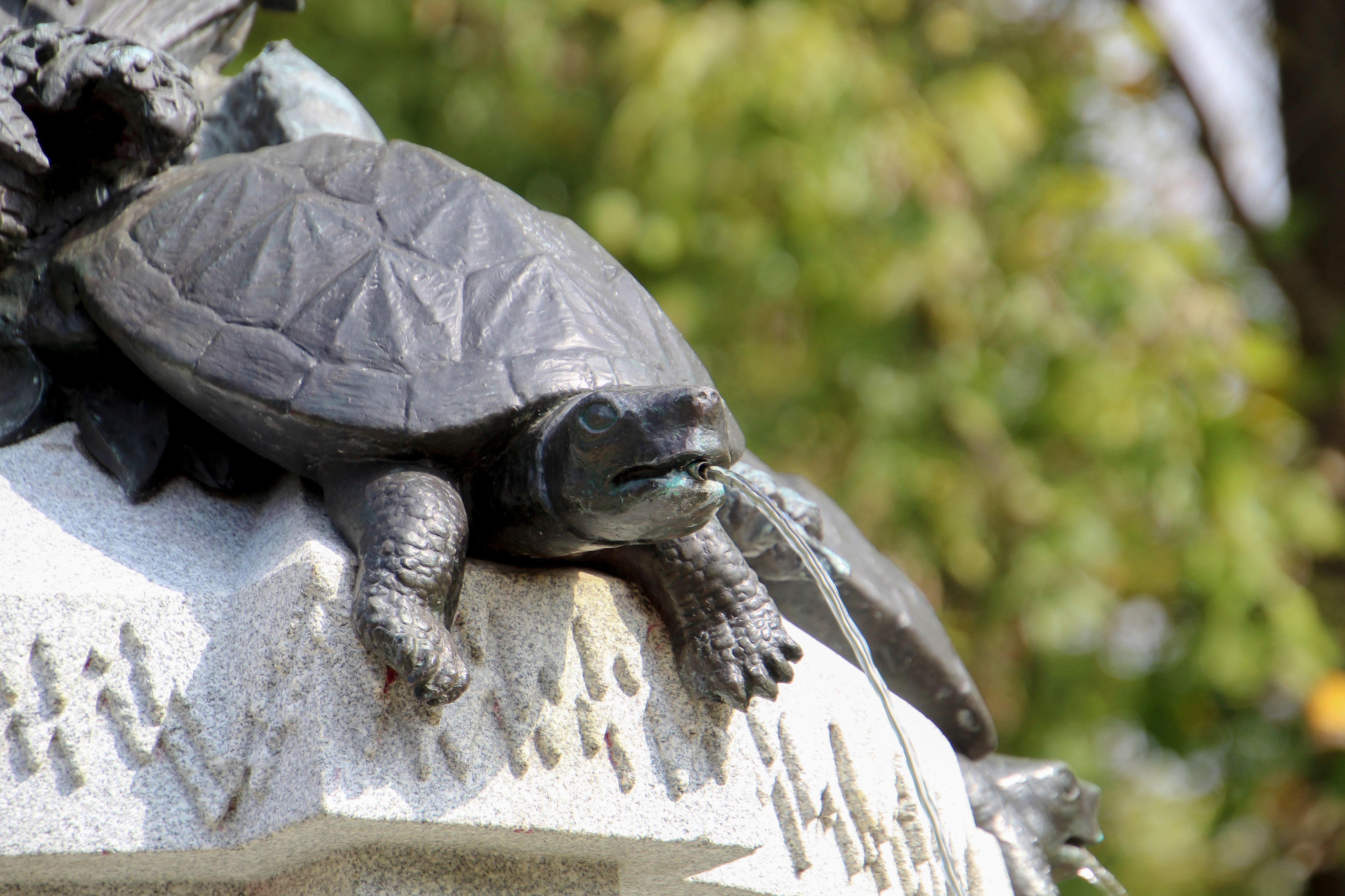 Turtle Fountain Sculpture Outdoors in Garden · Free Stock Photo