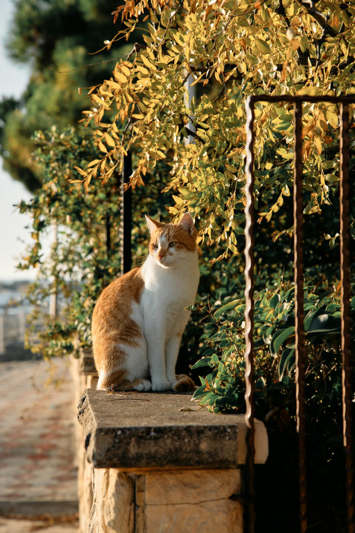 Fall Cat Desktop Wallpaper Photos, Download The BEST Free Fall Cat ...