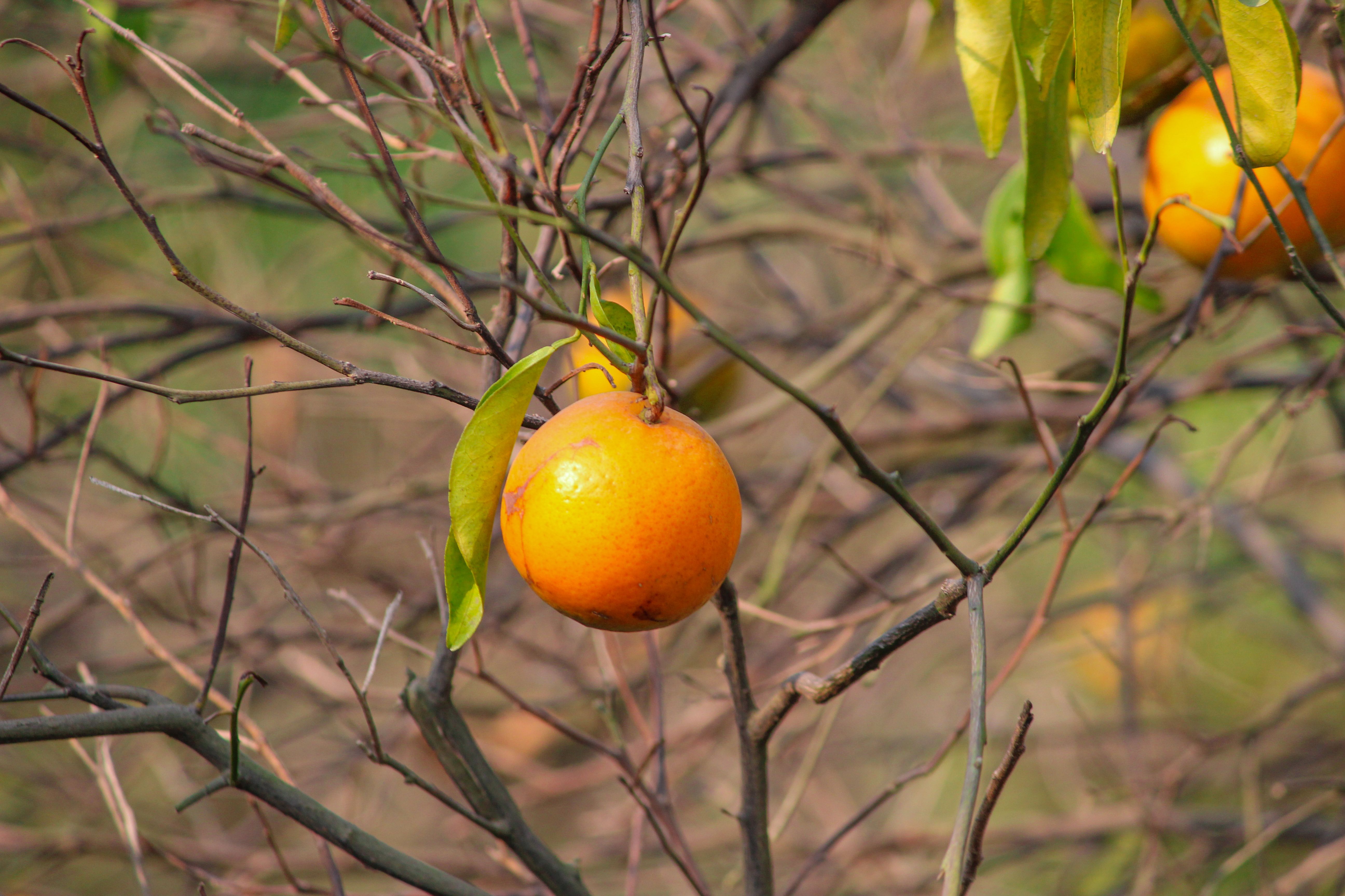 Orange Tree Photos, Download The BEST Free Orange Tree Stock Photos ...