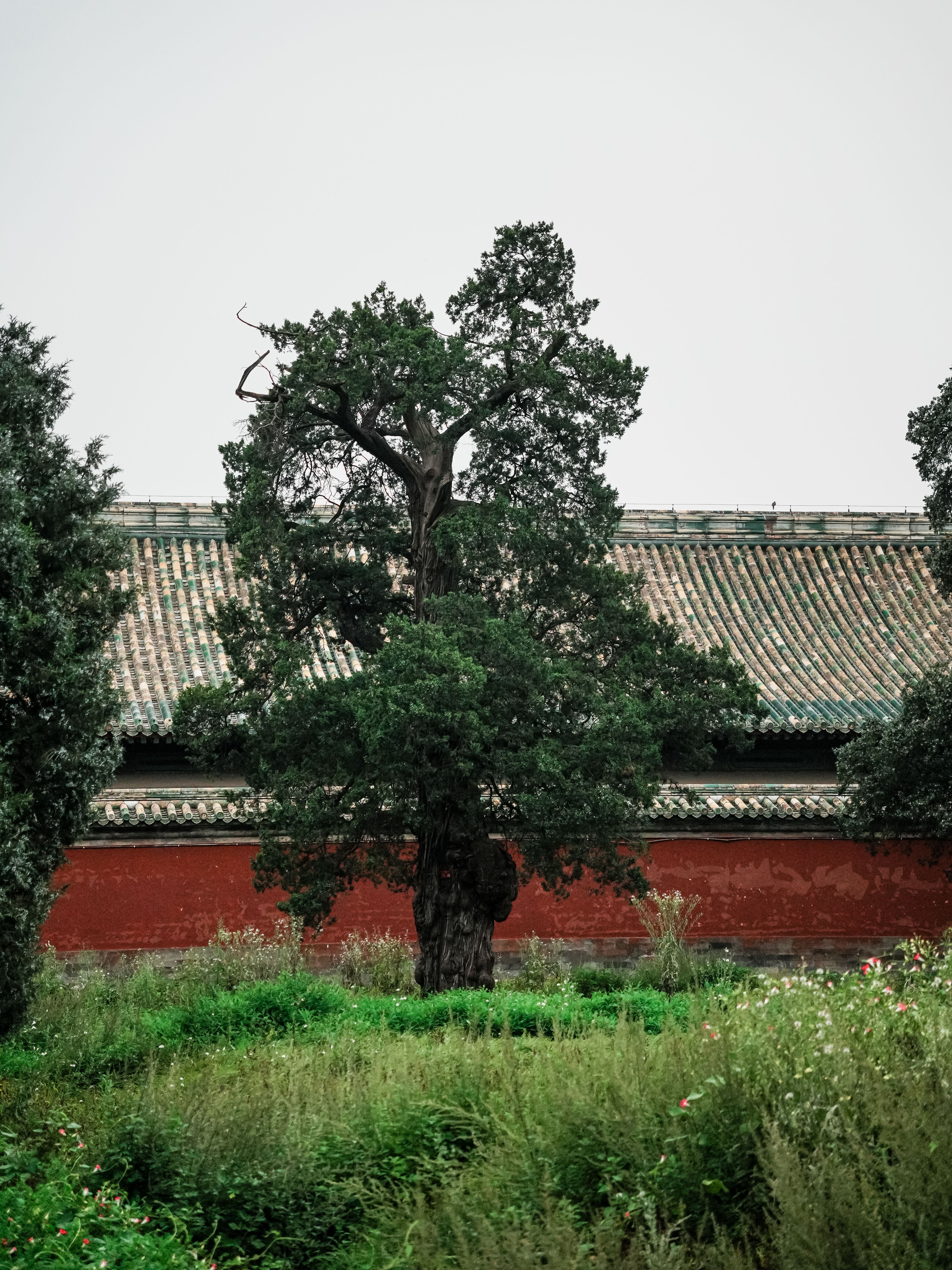 Ancient Tree Against Traditional Chinese Architecture · Free Stock Photo