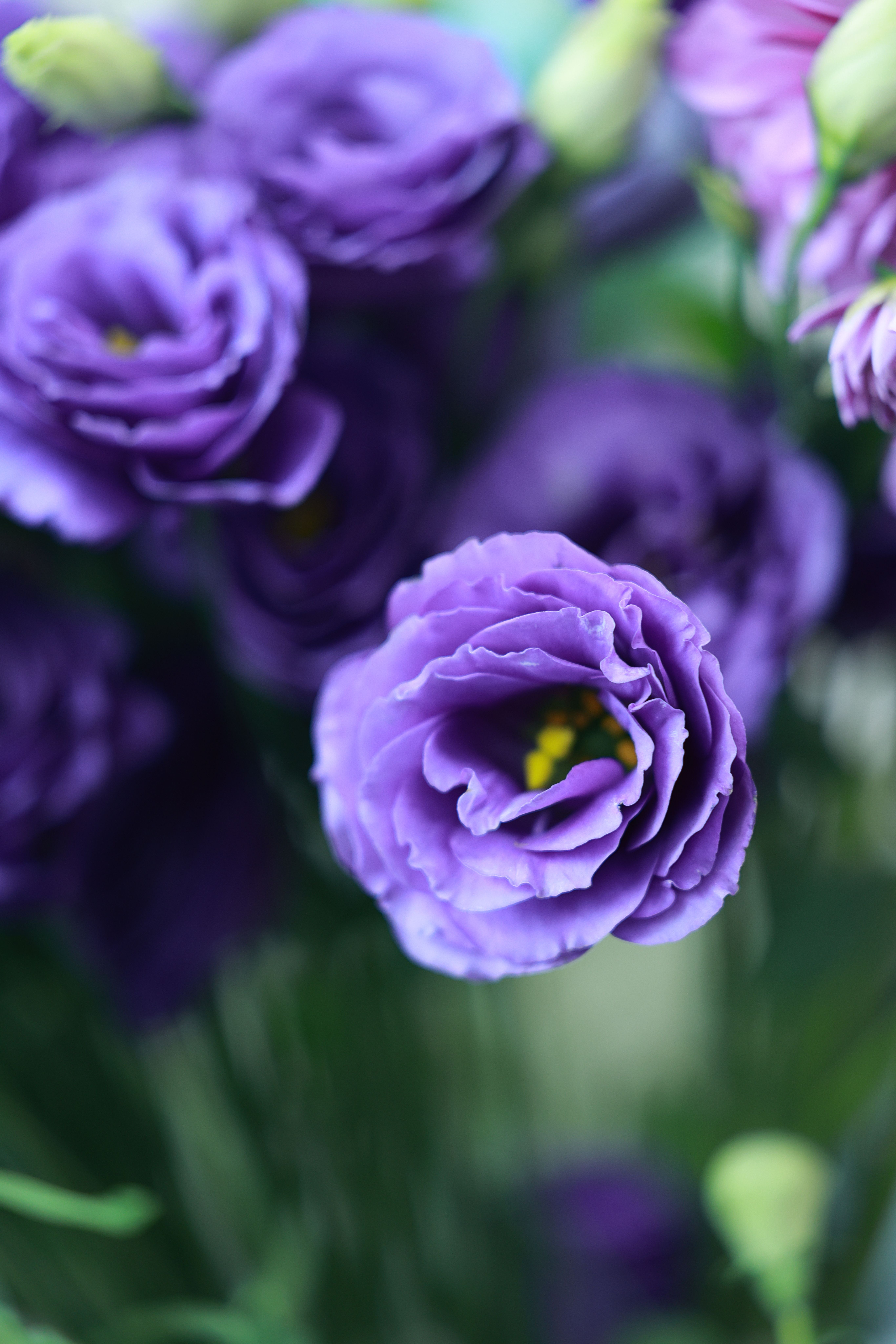 Close-Up of Vibrant Purple Lisianthus Flowers · Free Stock Photo