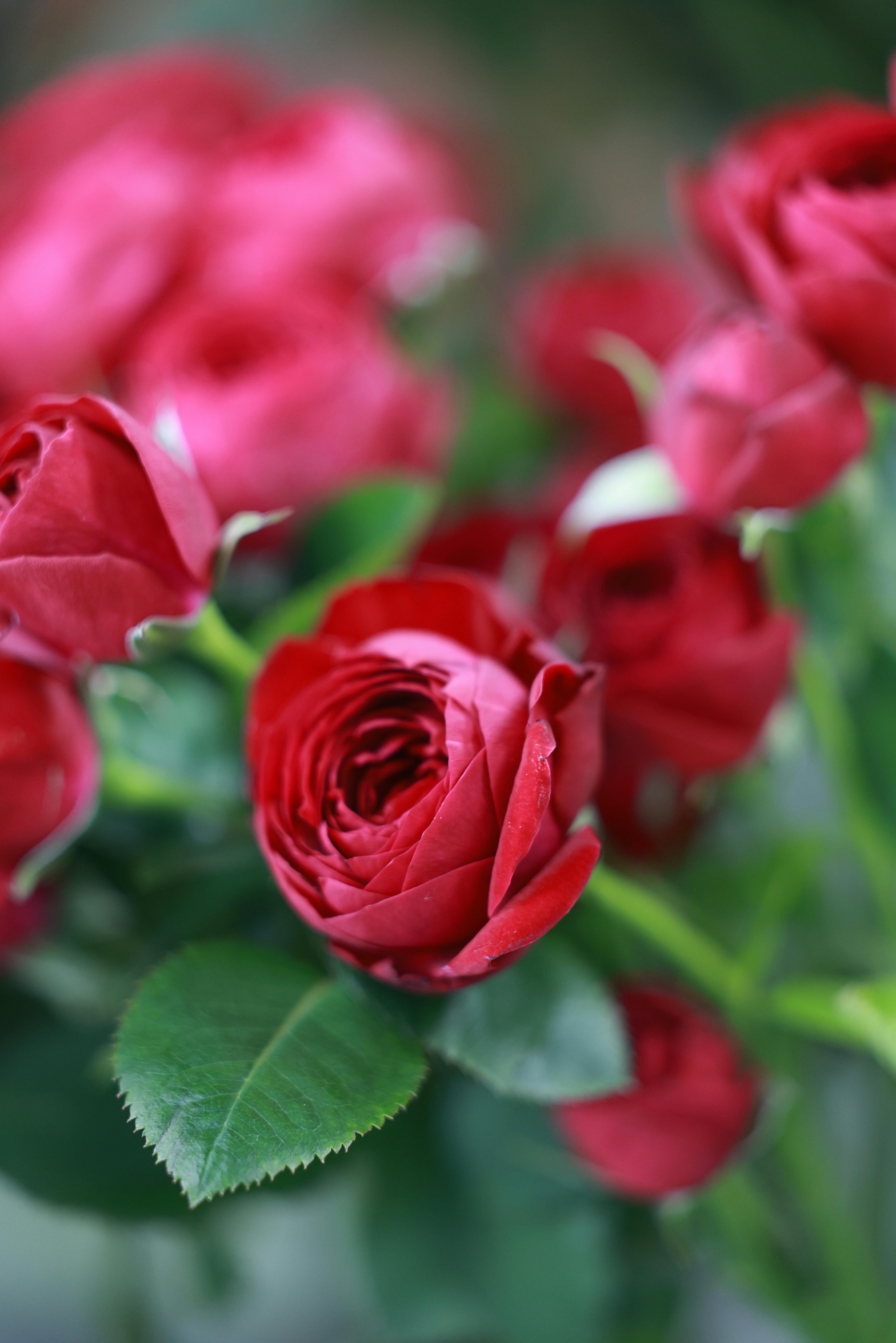 Red Roses · Free Stock Photo
