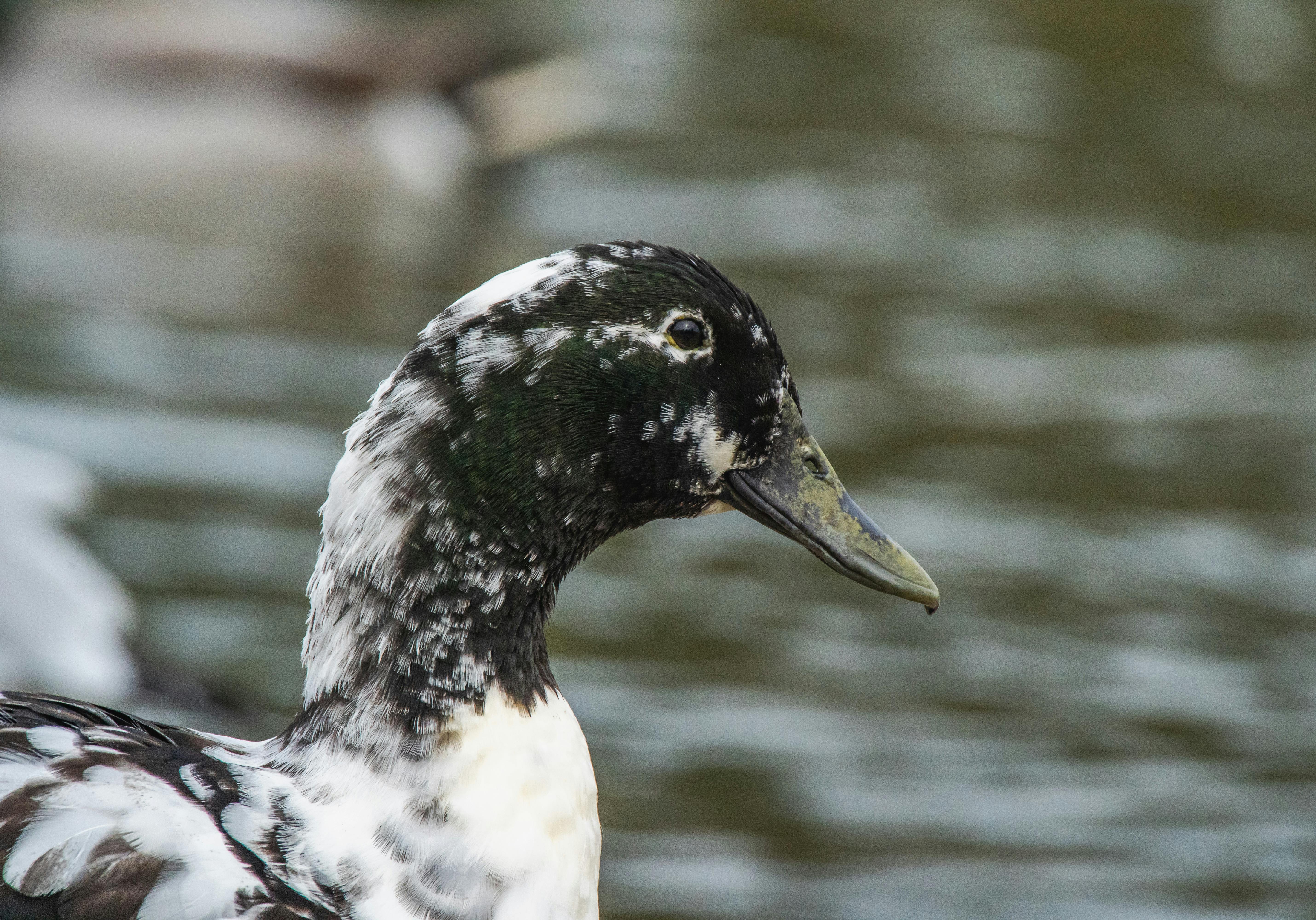 Animal Head Photos, Download The BEST Free Animal Head Stock Photos ...