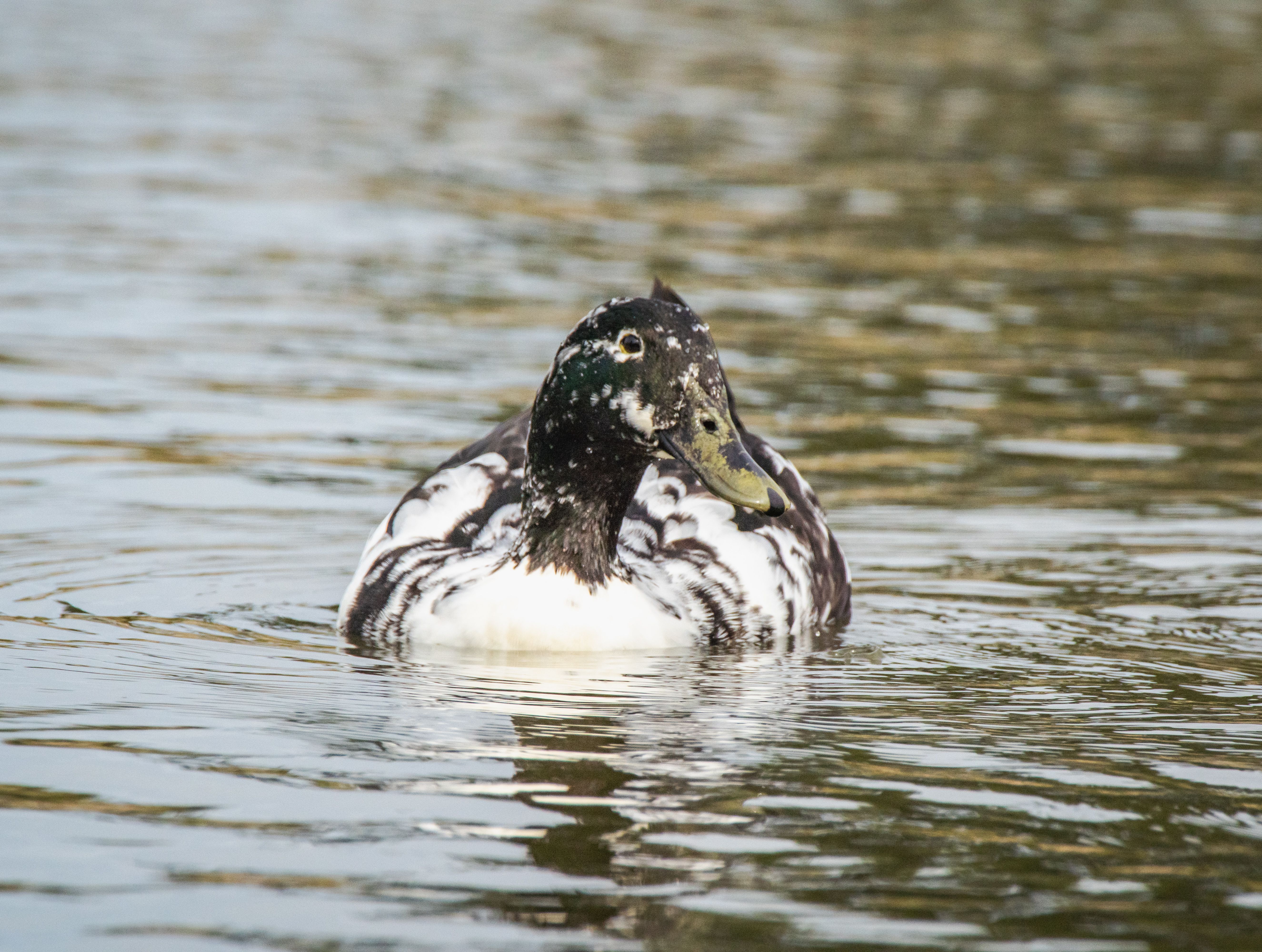 Duck swimming in tranquil pond setting · Free Stock Photo