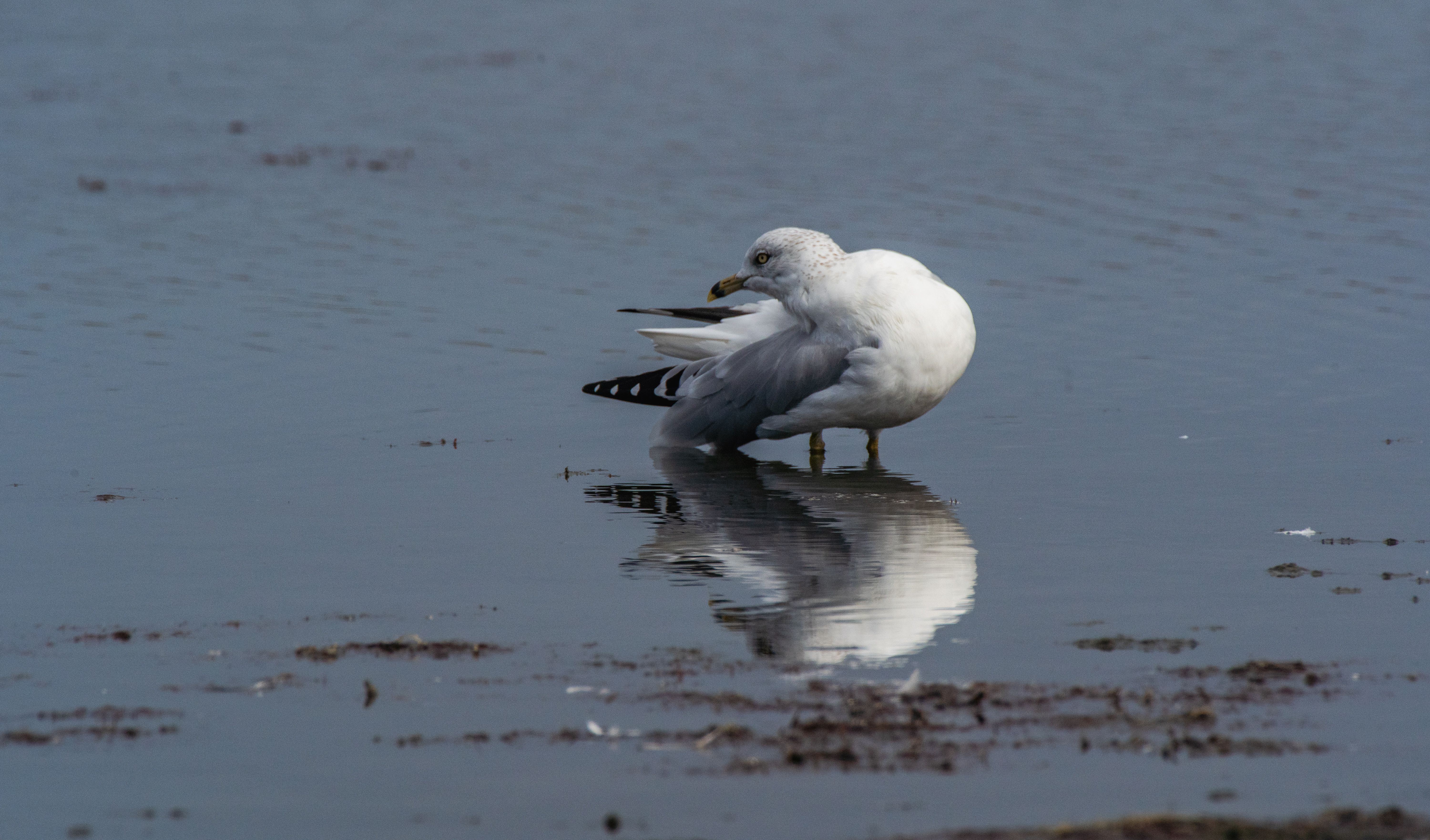 Gull Standing in Shallow Water Reflection View · Free Stock Photo