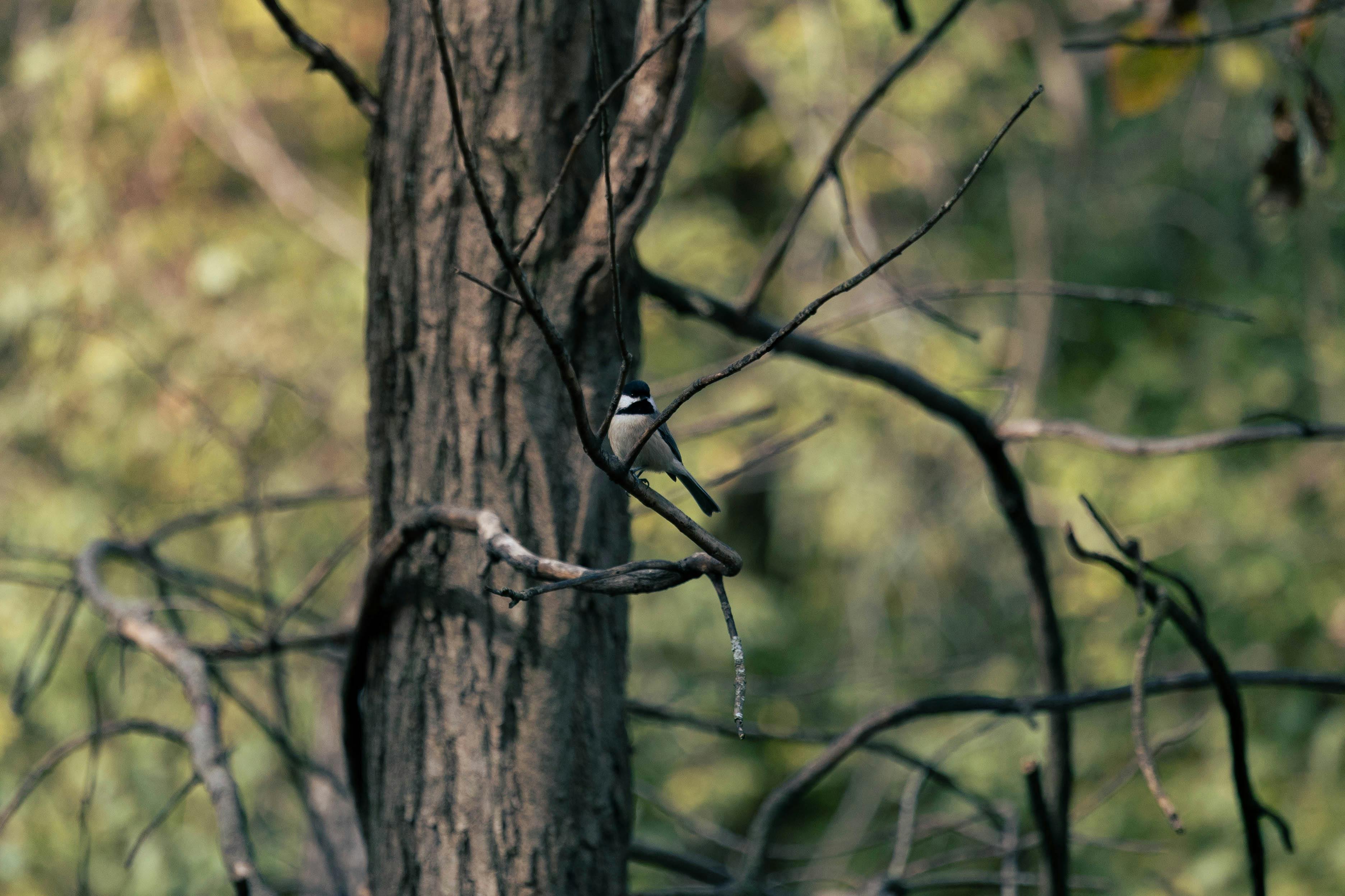 Bird Observation Photos, Download The BEST Free Bird Observation Stock ...