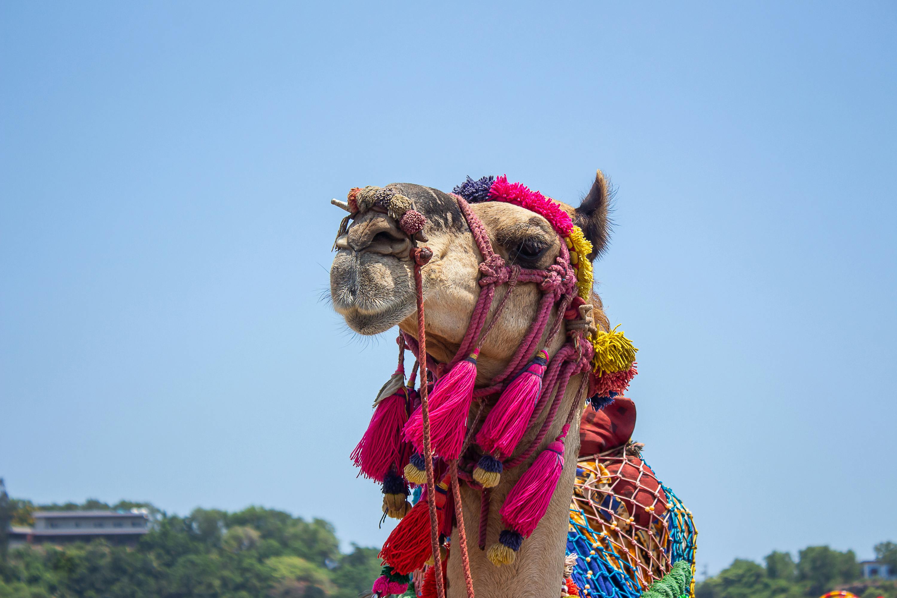 Arabian Photos, Download The BEST Free Arabian Stock Photos & HD Images