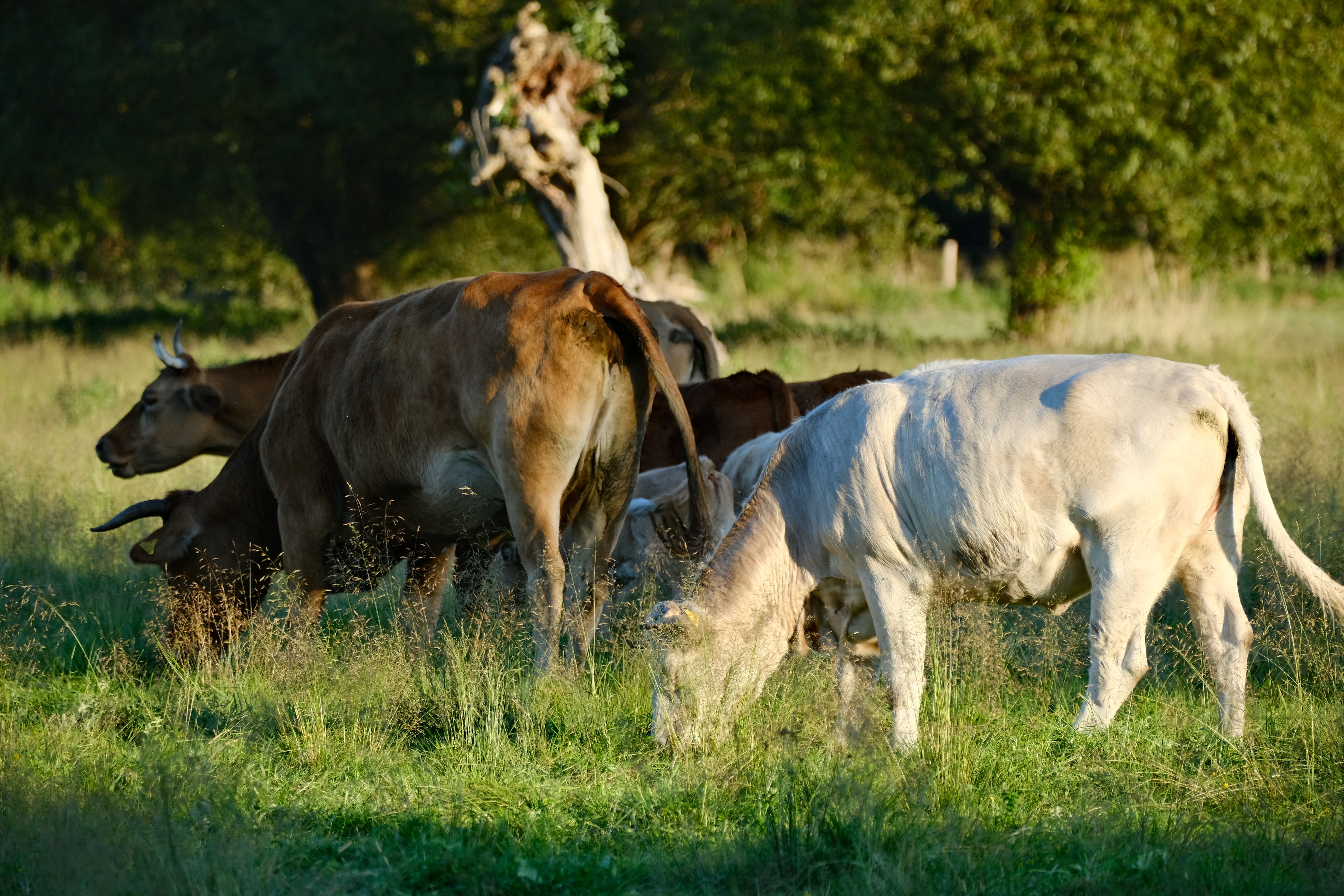 Beautiful Grass Field Photos, Download The BEST Free Beautiful Grass ...