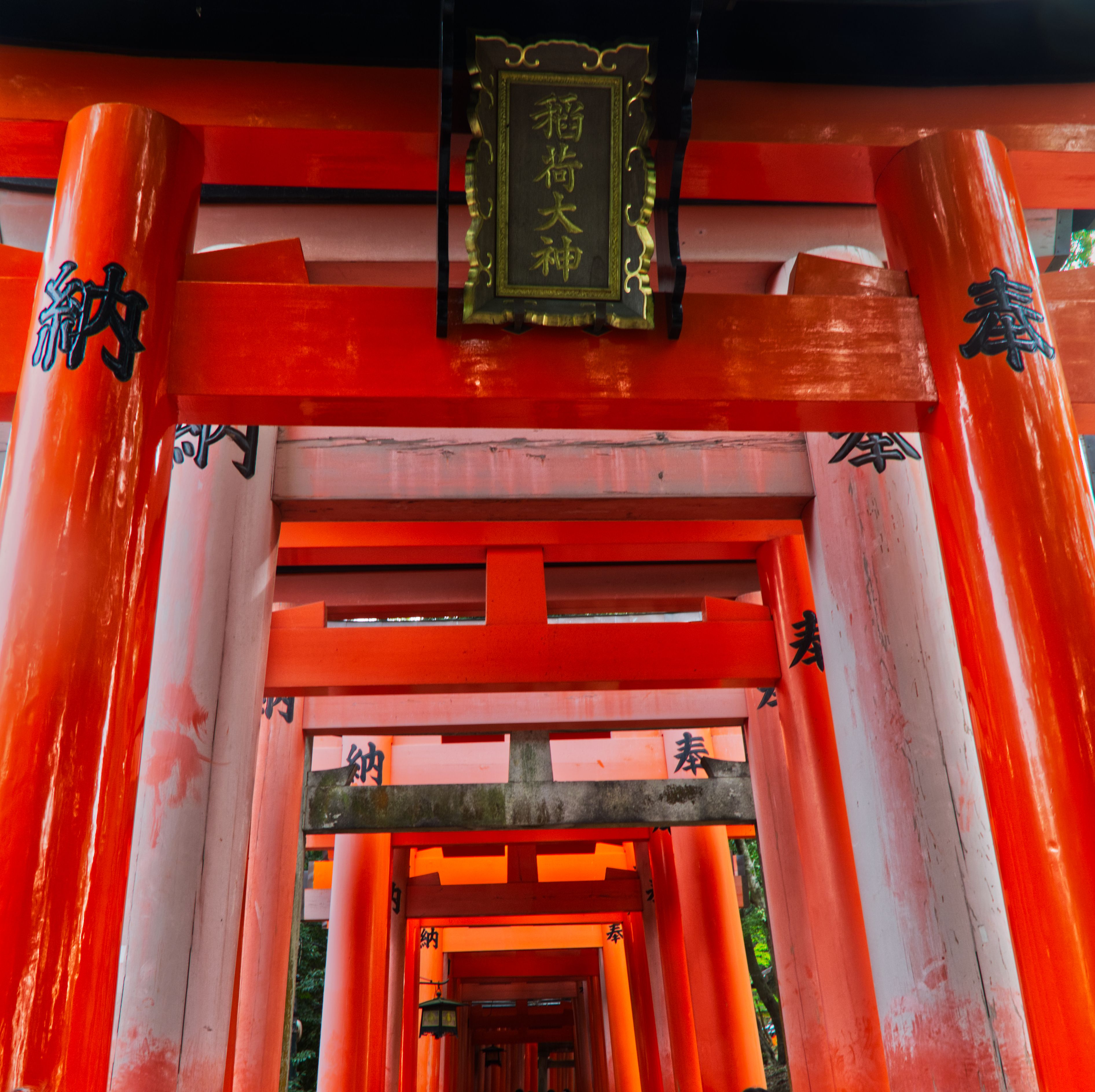 Vibrant Torii Gates at Fushimi Inari Shrine, Kyoto · Free Stock Photo