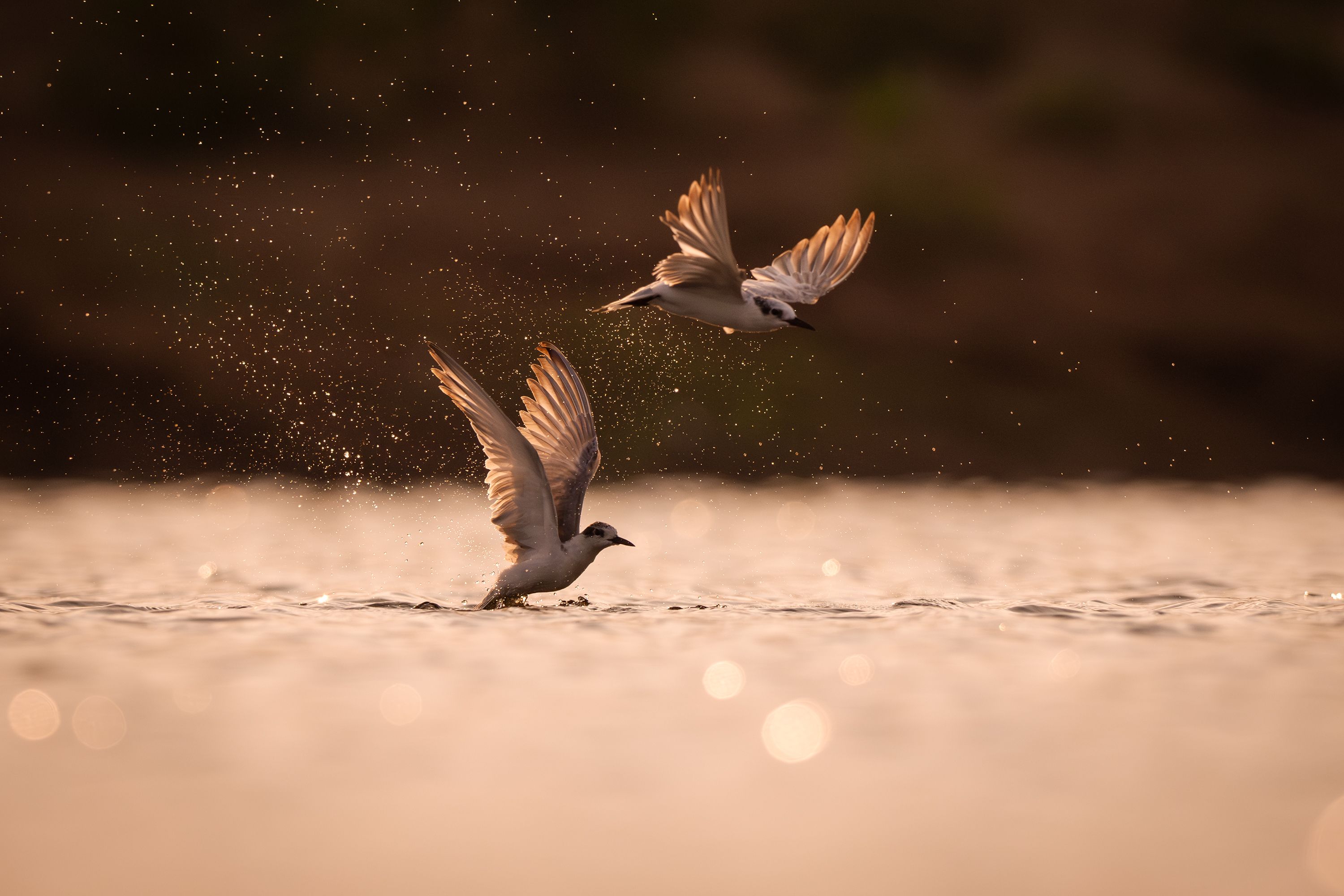 Birds Flying In The Sky Photos, Download The BEST Free Birds Flying In ...