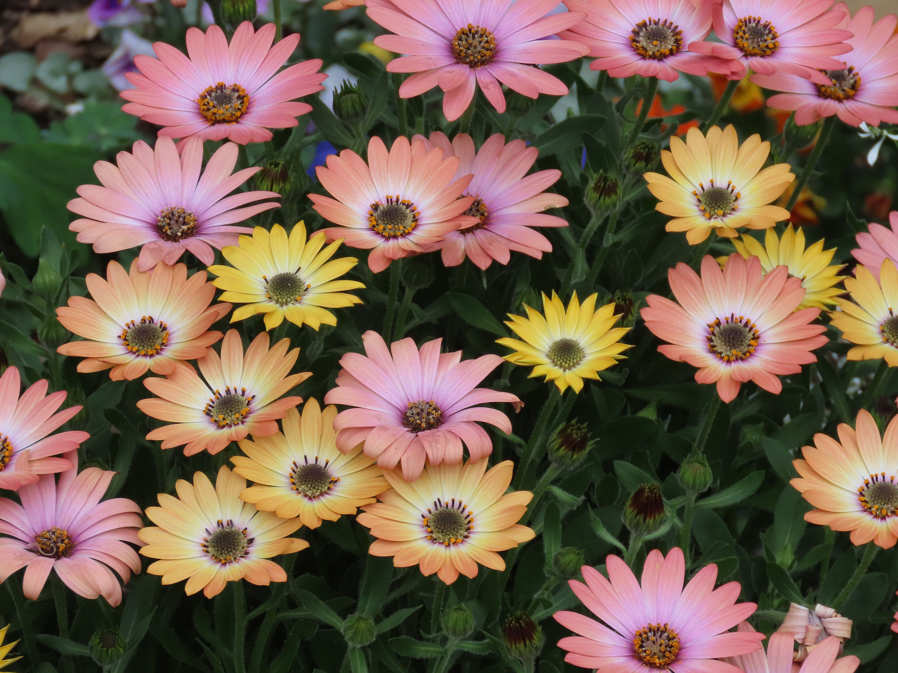 Vibrant Cape Daisies in Sydney Garden · Free Stock Photo