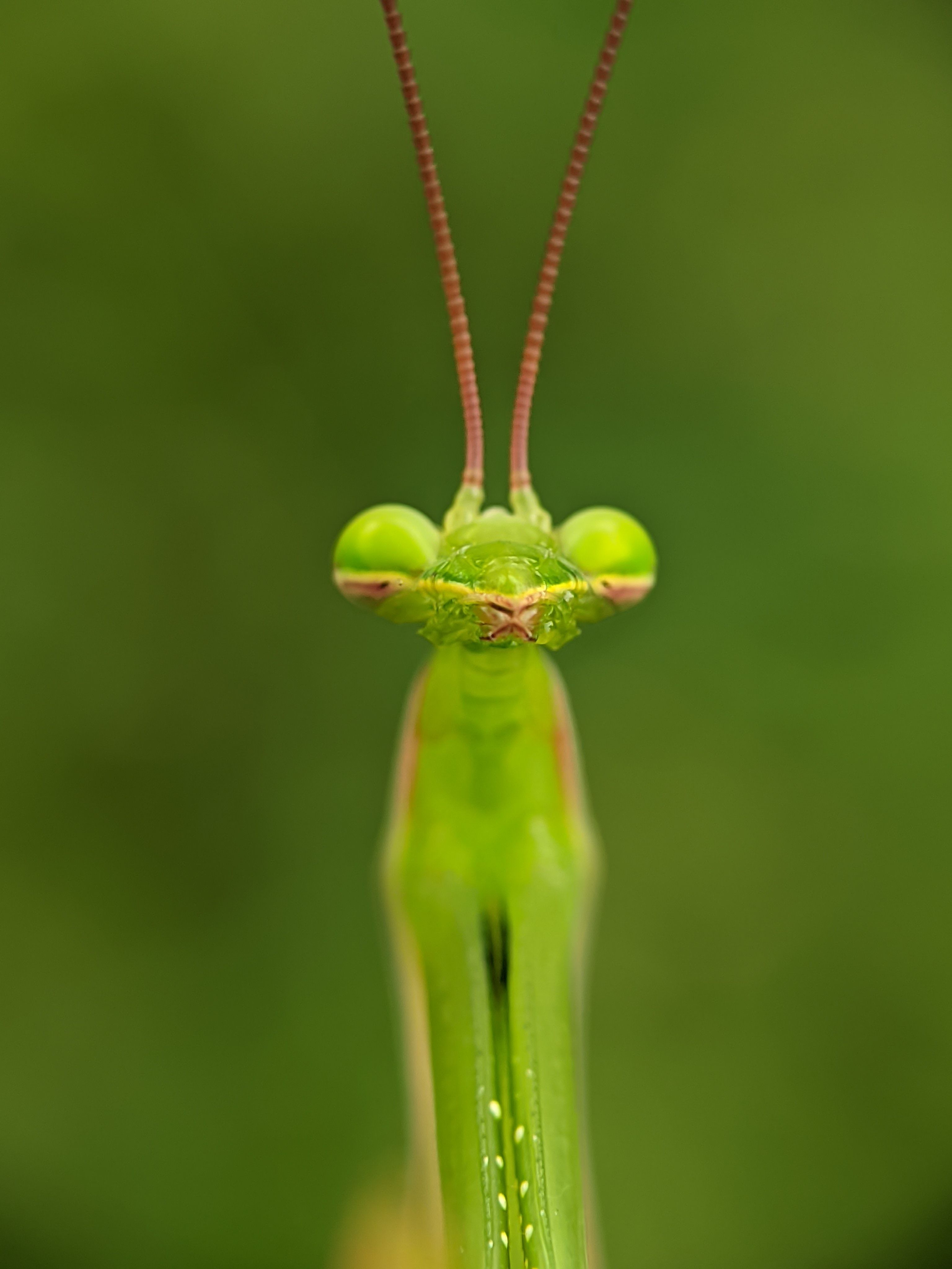 Radar Alien Photos, Download The BEST Free Radar Alien Stock Photos ...