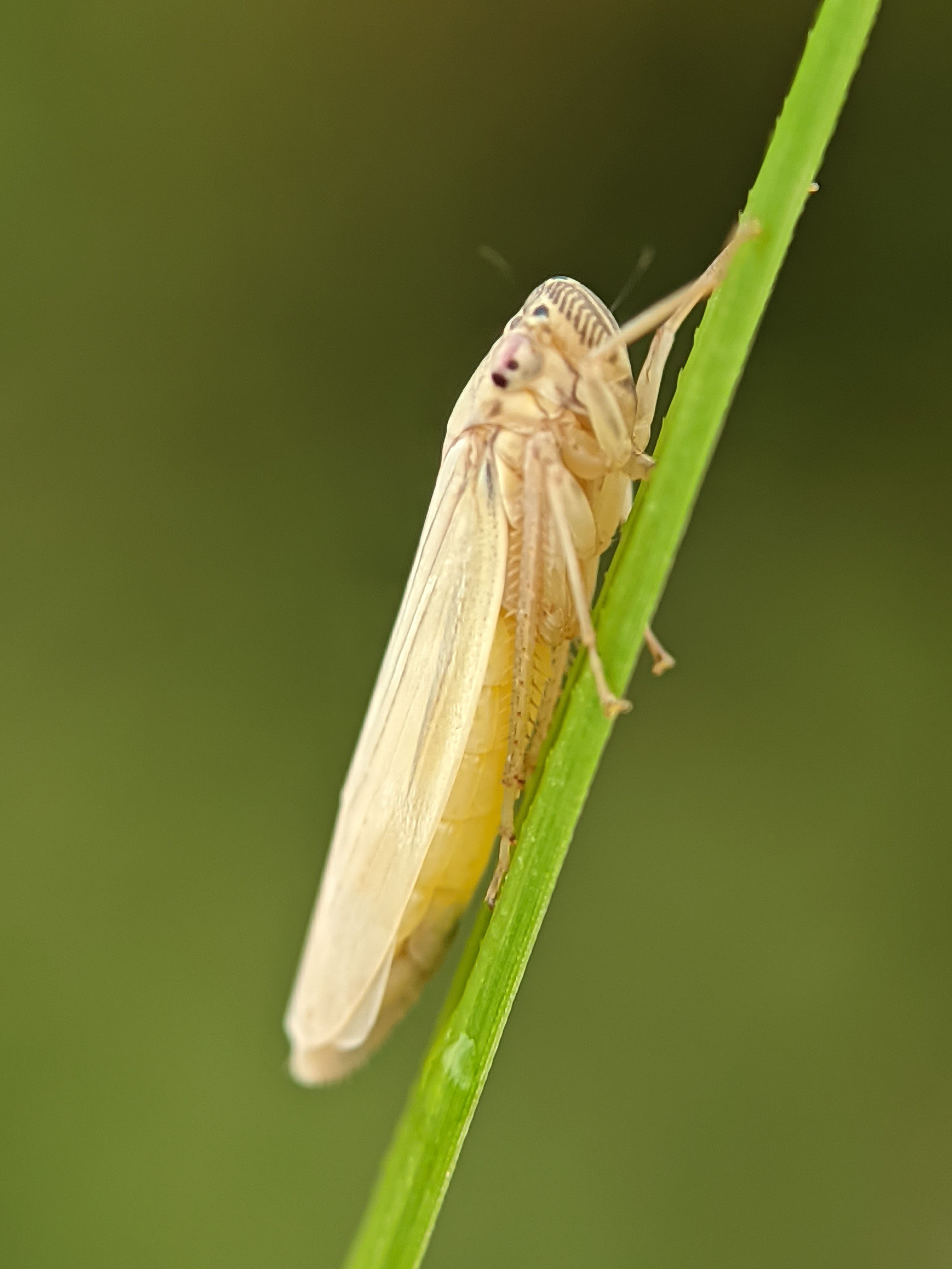 Close-Up View of a Planthopper on a Green Stem · Free Stock Photo