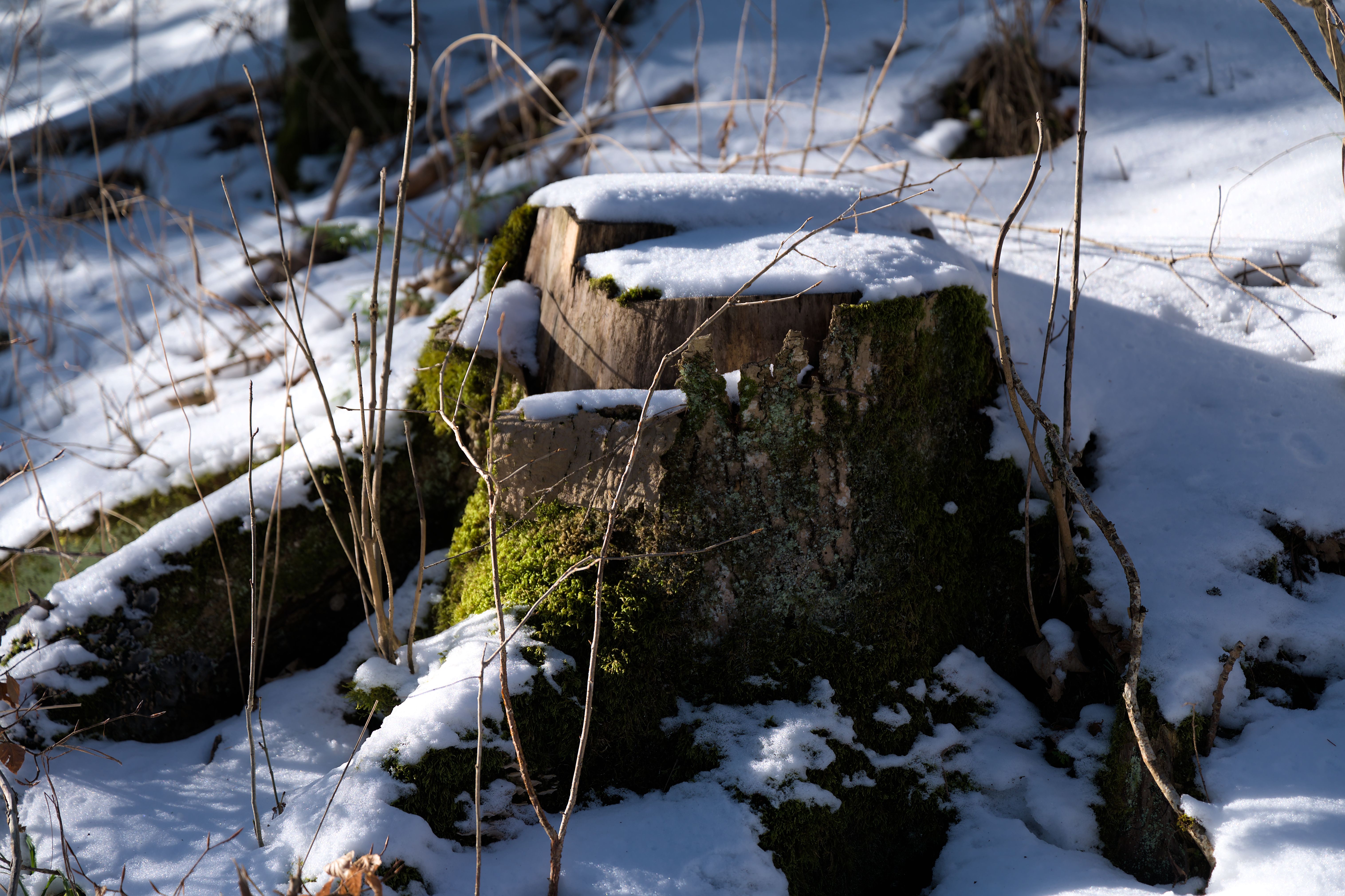 Snow-Covered Tree Stump in Winter Forest · Free Stock Photo