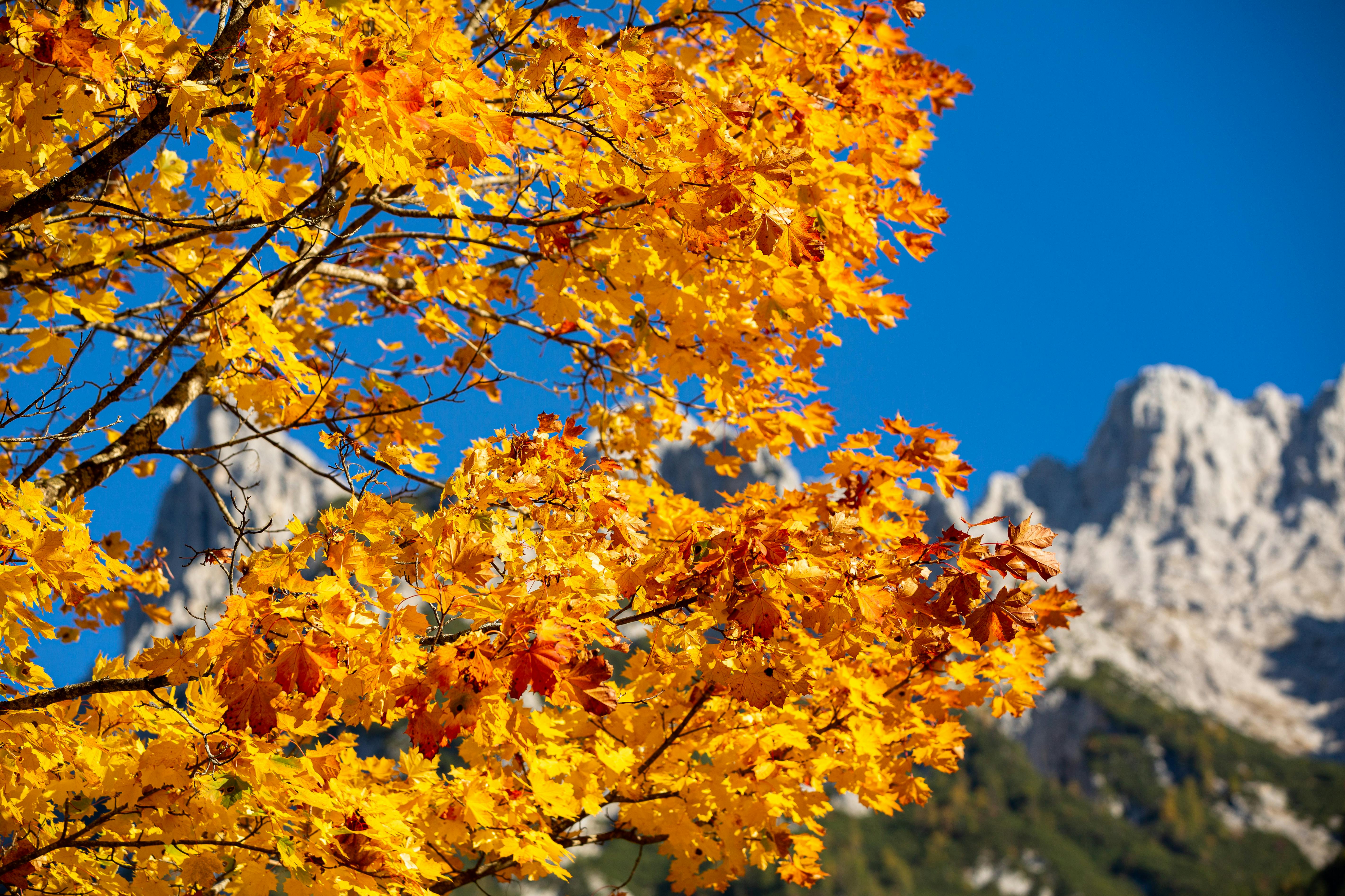 Nature Backgrounds For Powerpoint Photos, Download The BEST Free Nature ...