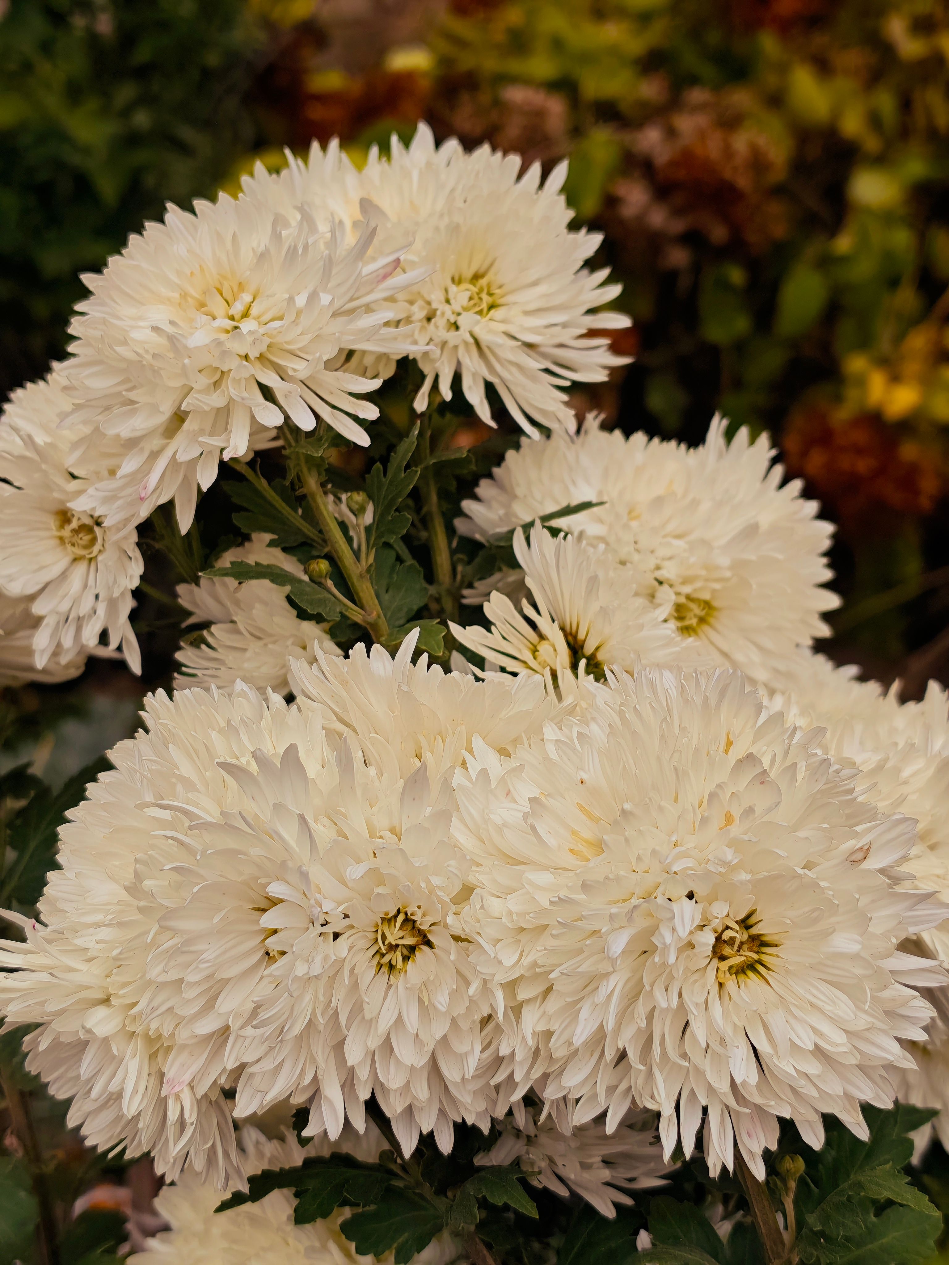 White Disbud Chrysanthemum Photos, Download The BEST Free White Disbud ...