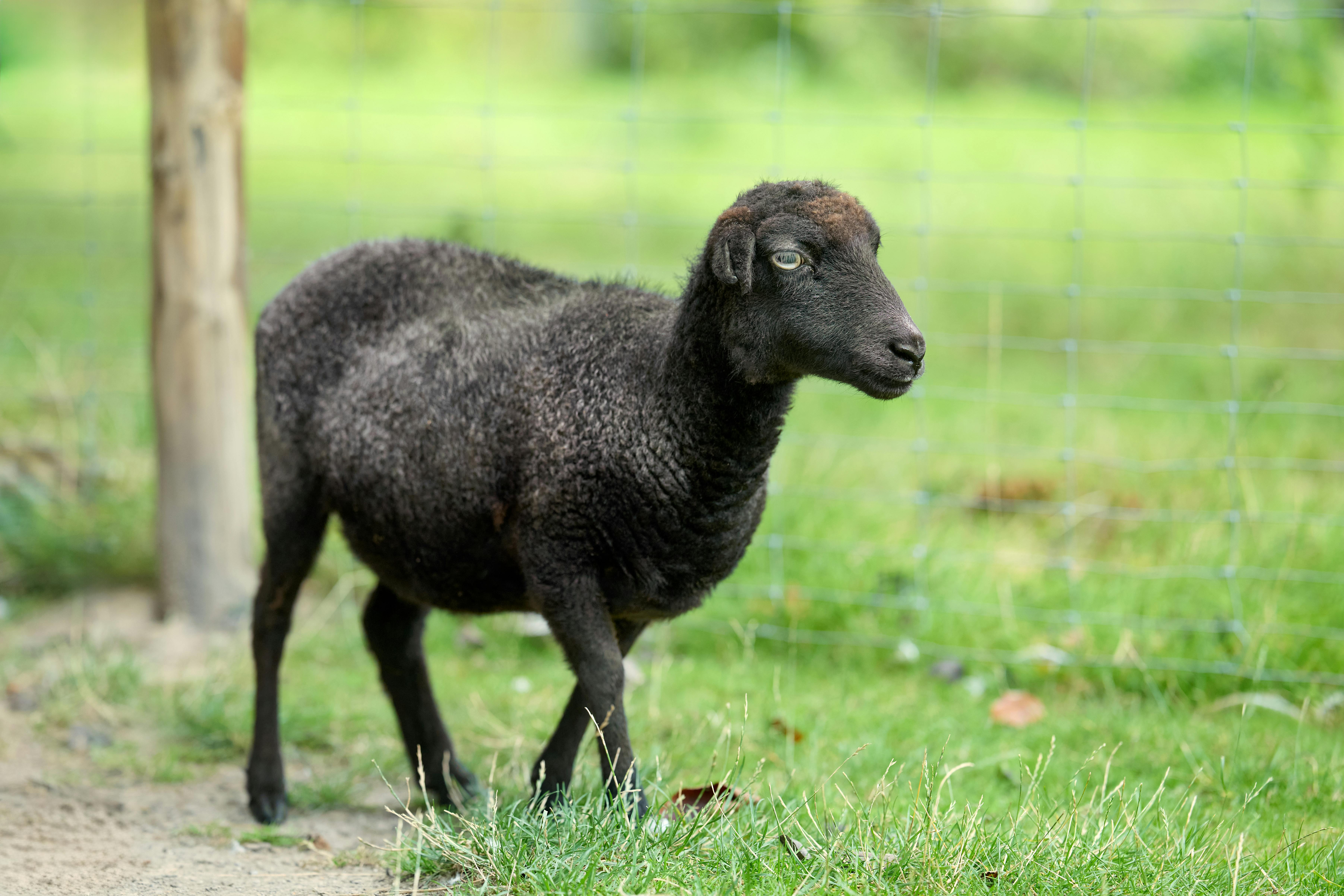 Pictures Of Sheep Photos, Download The BEST Free Pictures Of Sheep ...