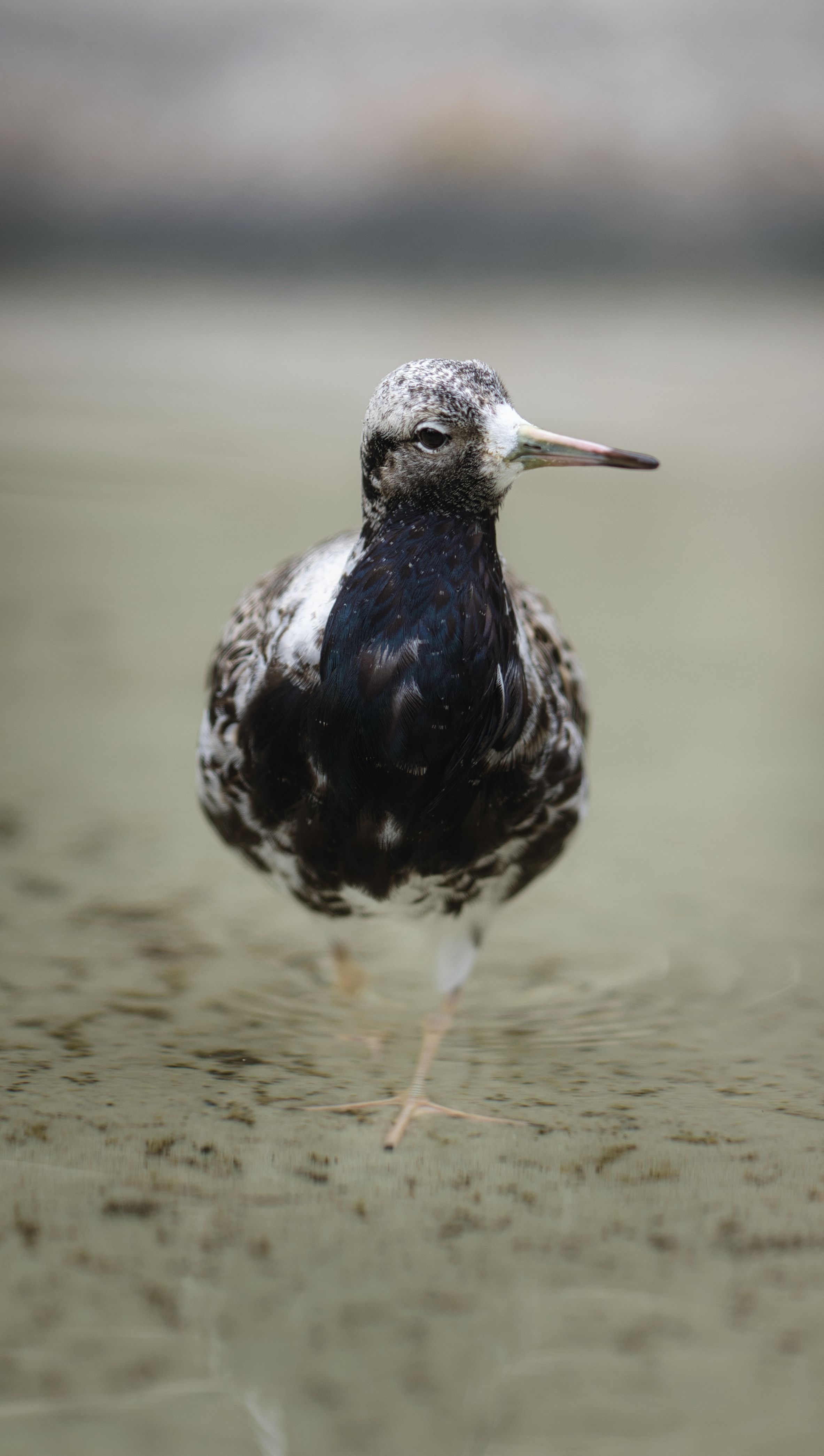 Animals? Photos, Download The BEST Free Animals? Stock Photos & HD Images
