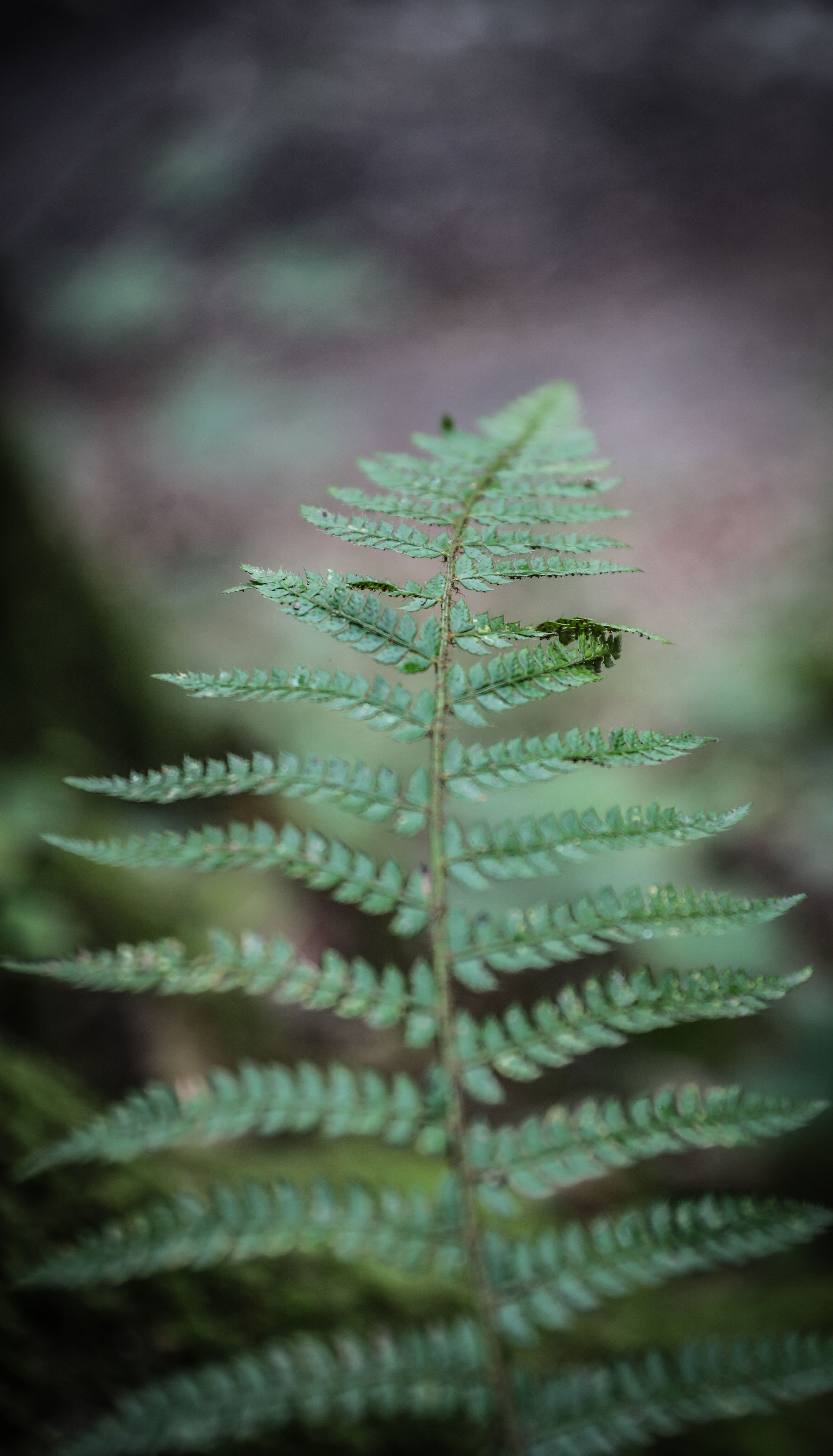 Fern Gyumolcs Photos, Download The BEST Free Fern Gyumolcs Stock Photos ...