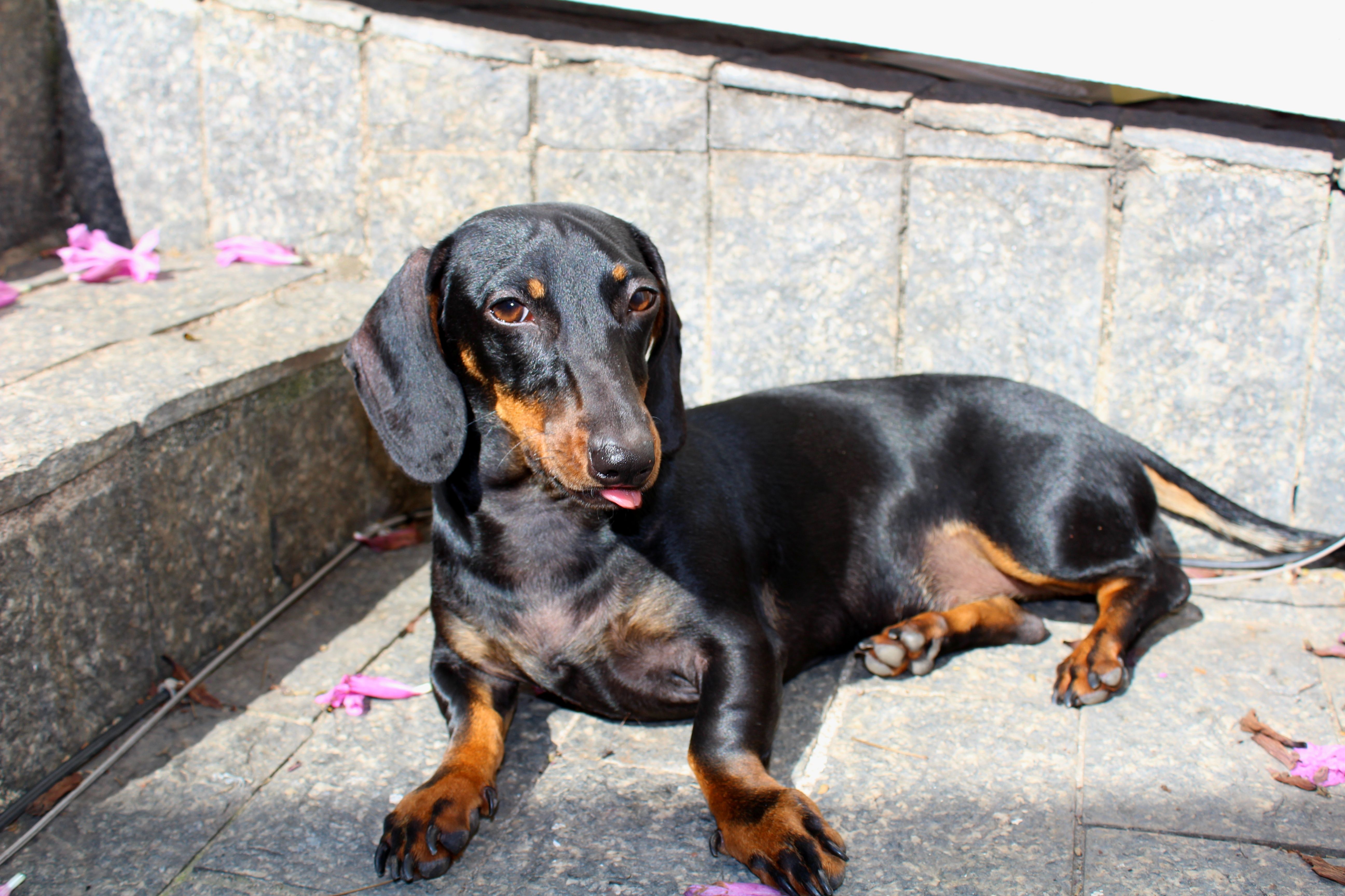 Free stock photo of cute animals, dachshund, dog