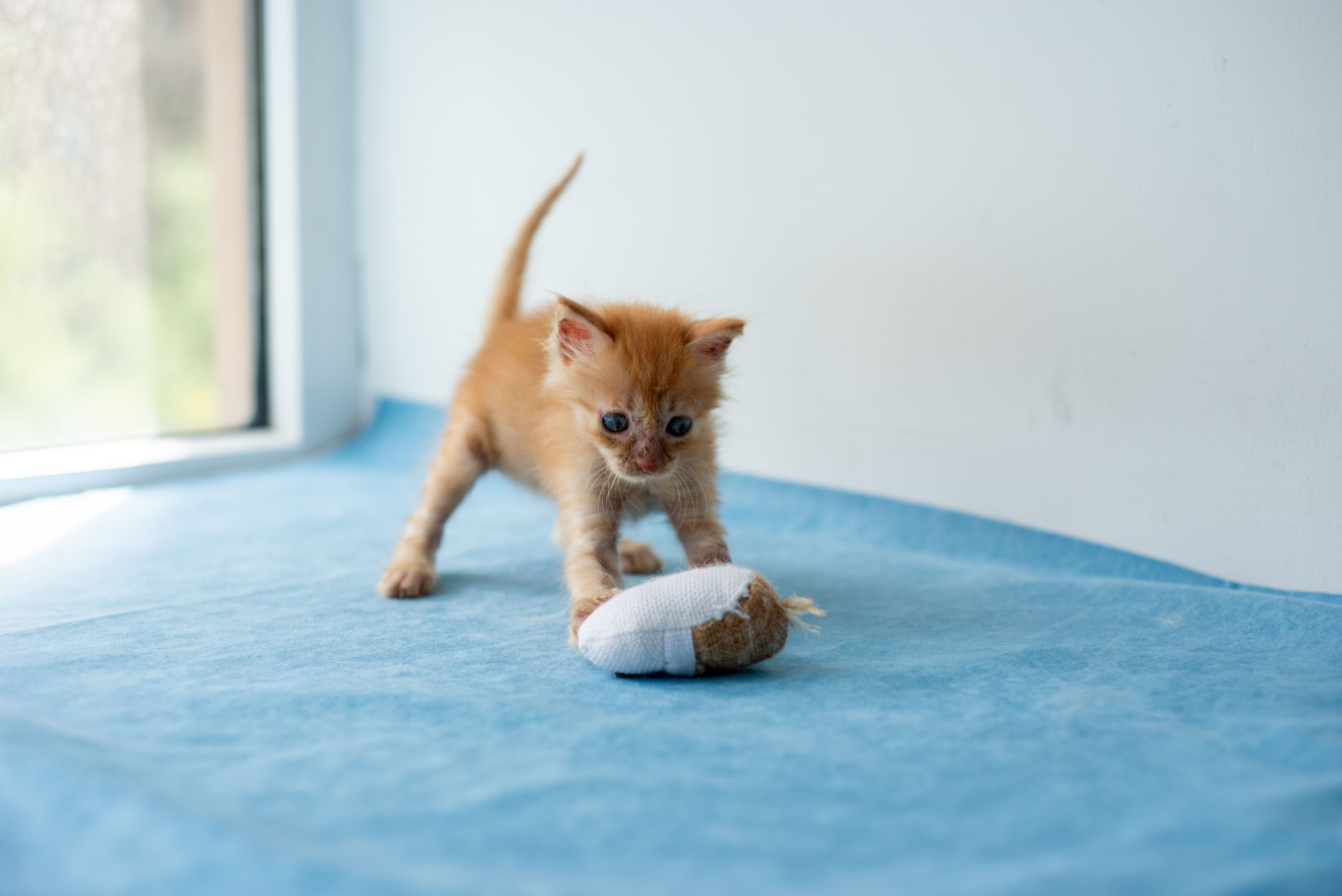Playful Orange Kitten Exploring Indoors · Free Stock Photo