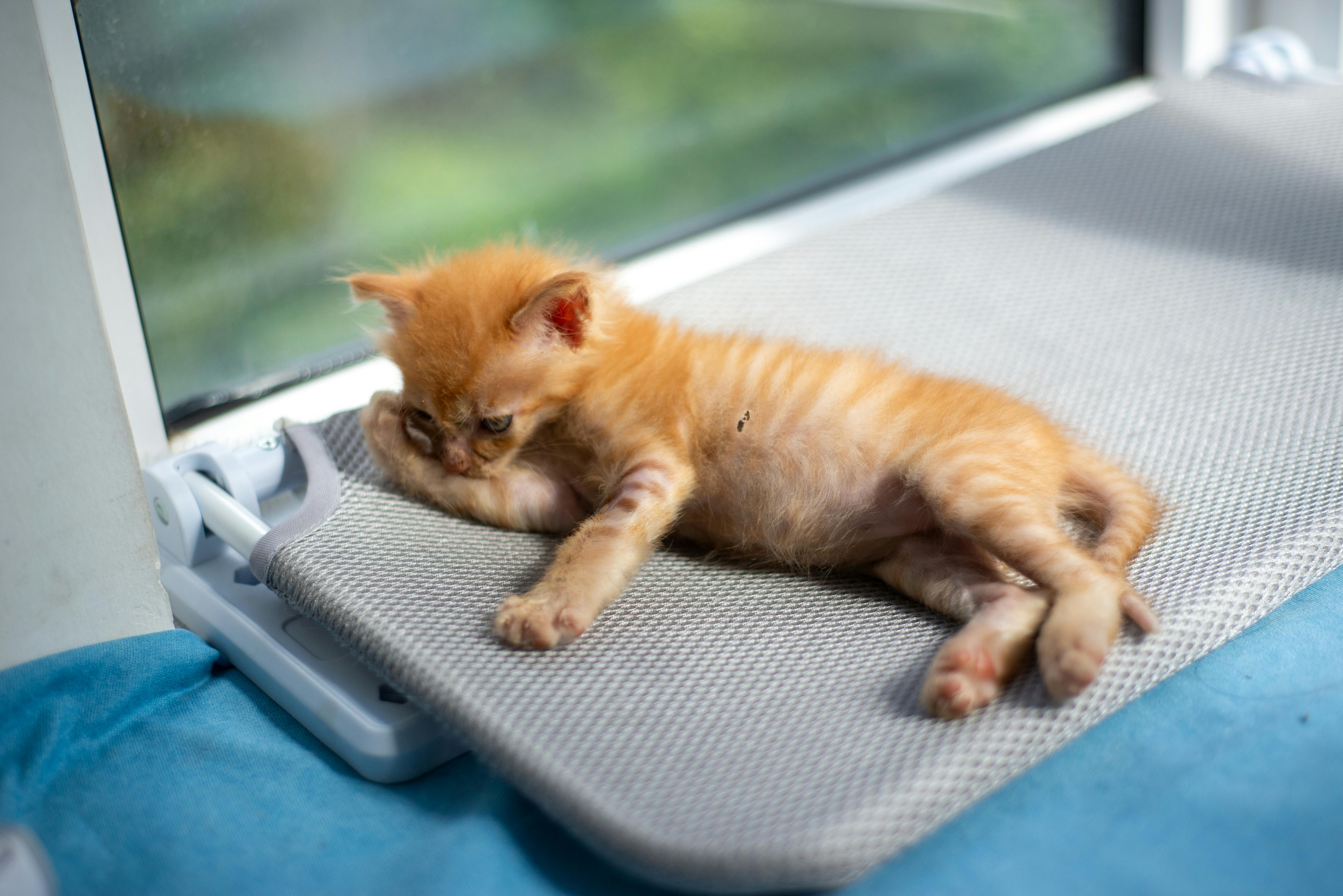 Napping Photos, Download The BEST Free Napping Stock Photos & HD Images