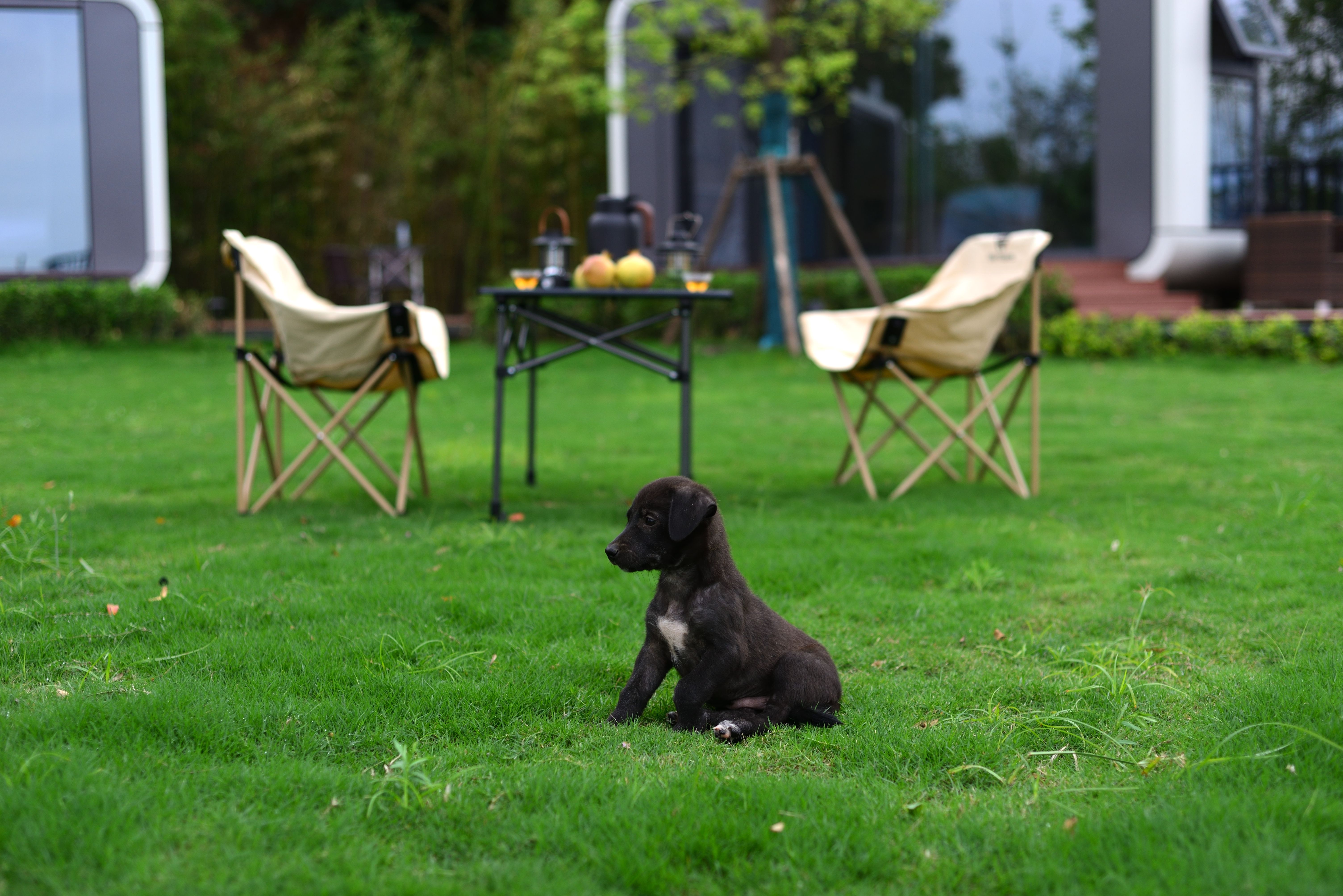 Charming Puppy in Outdoor Garden Setting · Free Stock Photo