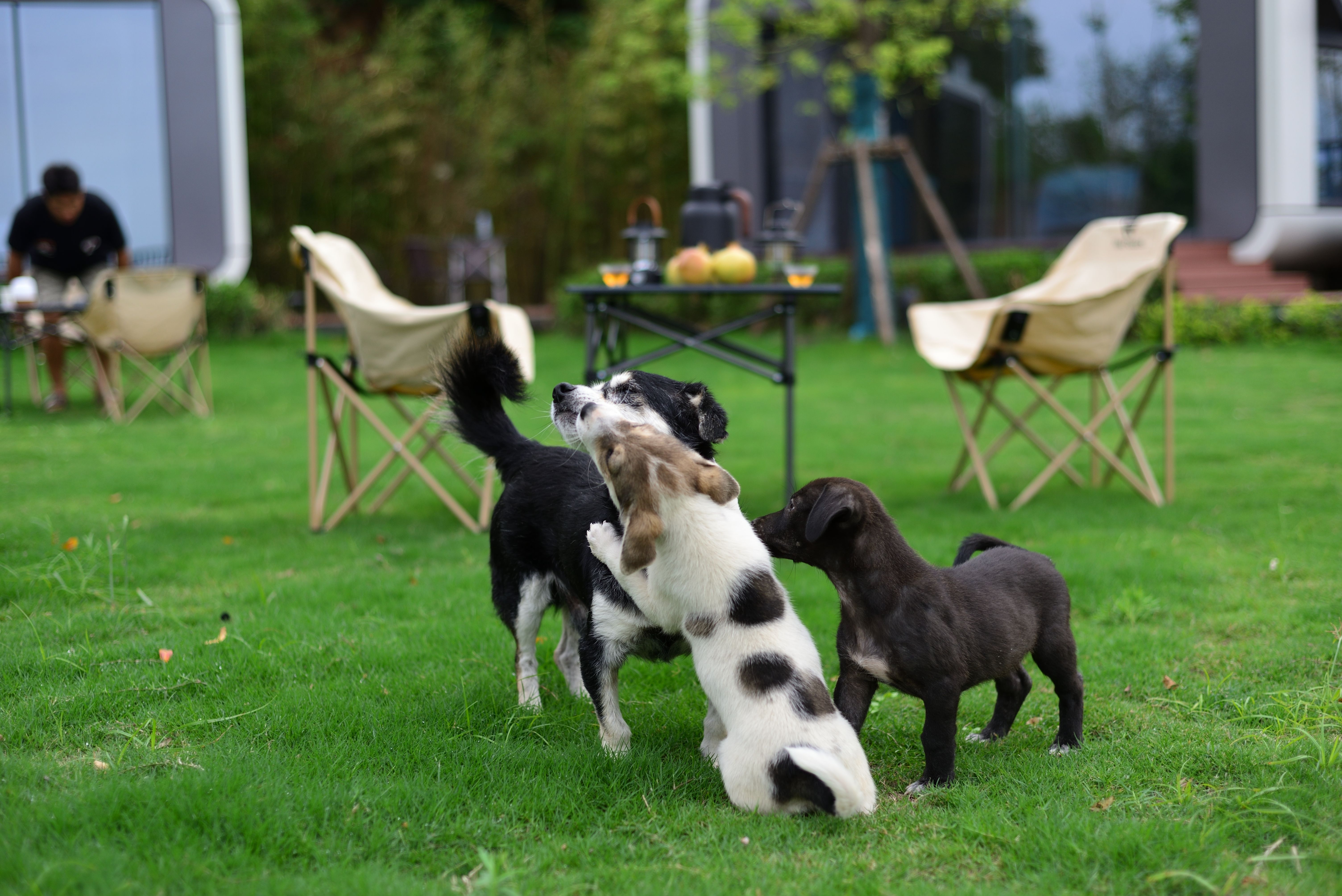 Playful Dogs in a Garden Setting · Free Stock Photo