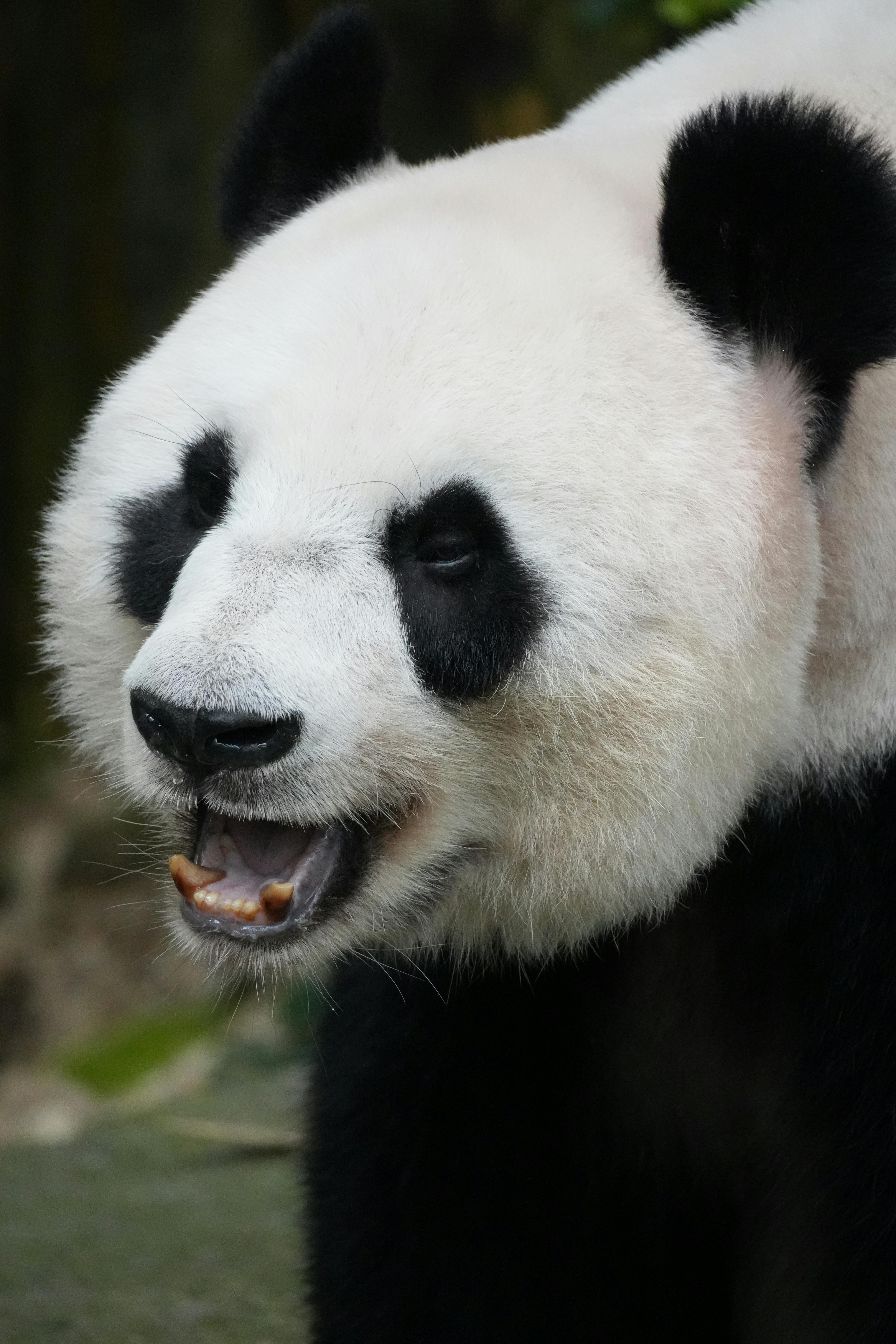 Close-up Portrait of a Smiling Giant Panda · Free Stock Photo