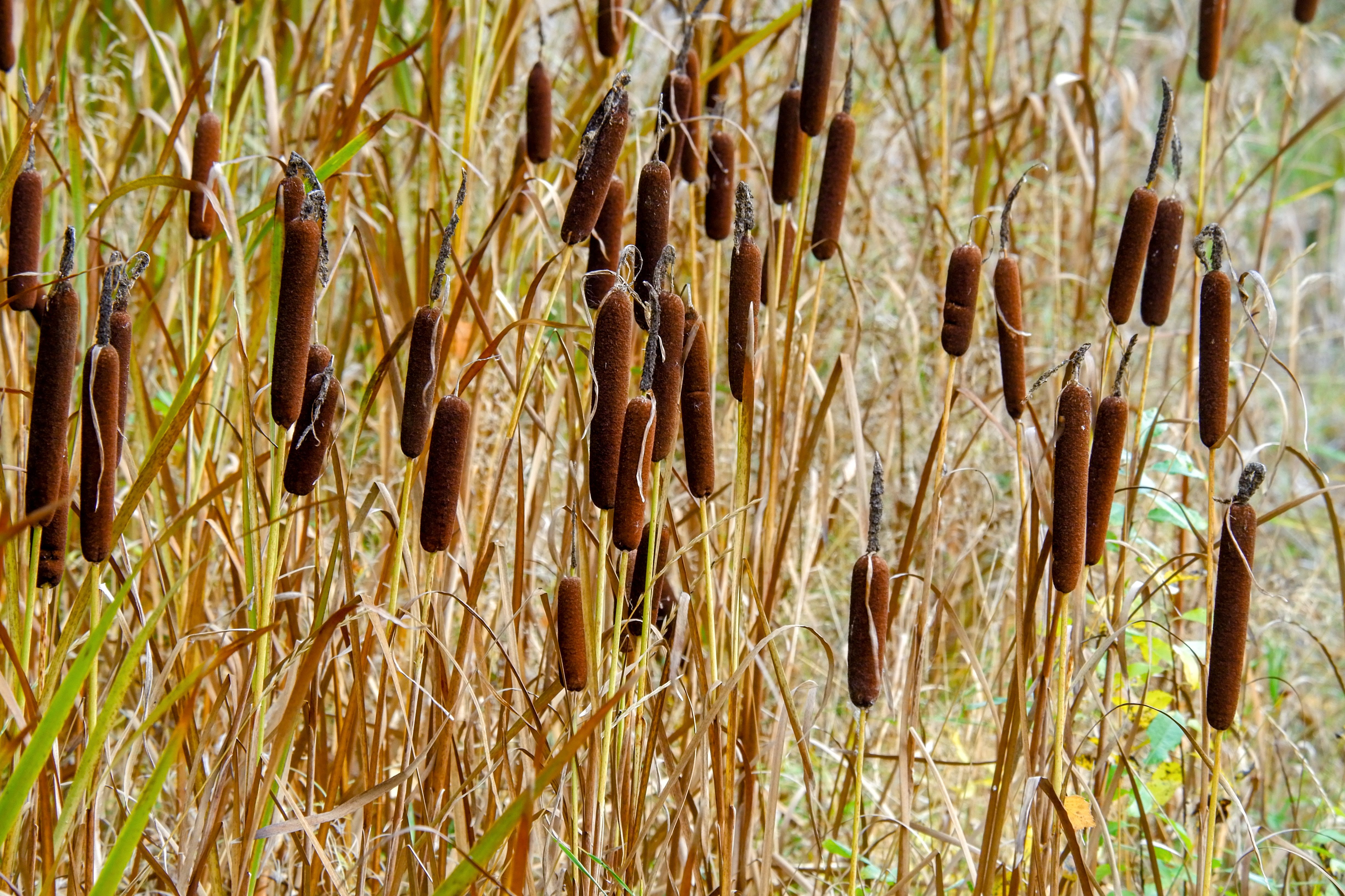 Cattails in a Wetland During Fall Season · Free Stock Photo