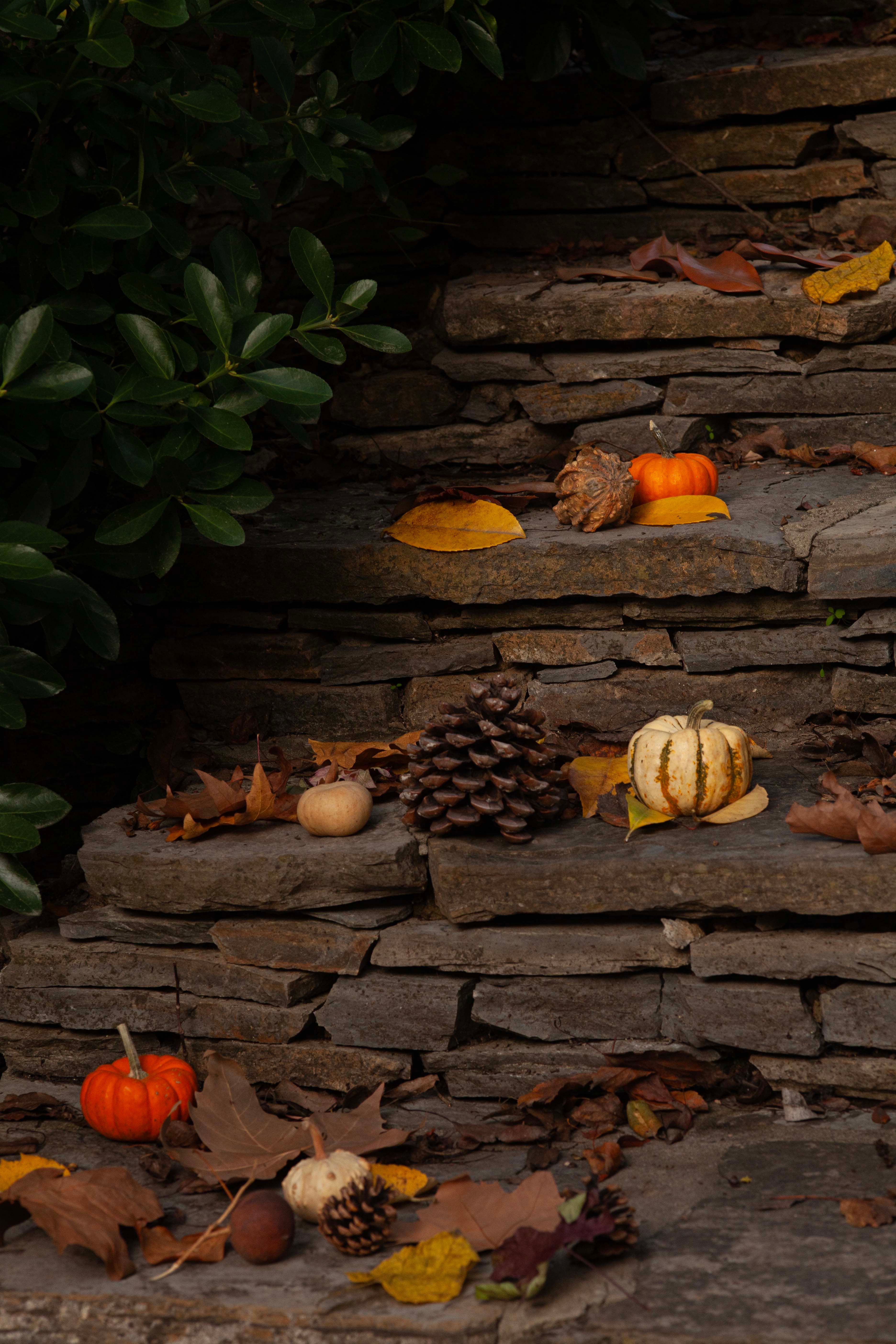 Rustic Autumn Still Life on Stone Steps · Free Stock Photo