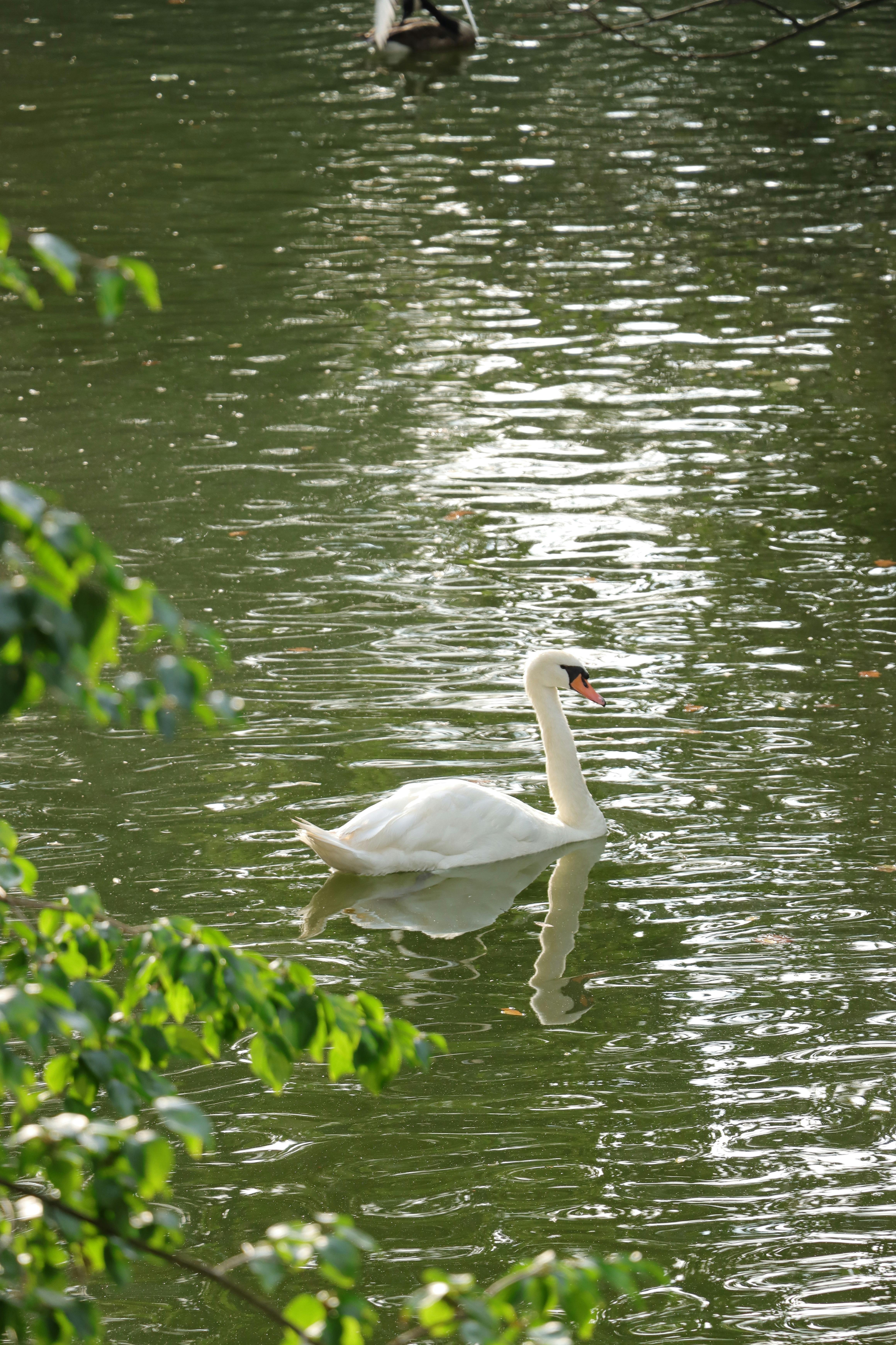 Swan Lake Photos, Download The BEST Free Swan Lake Stock Photos & HD Images