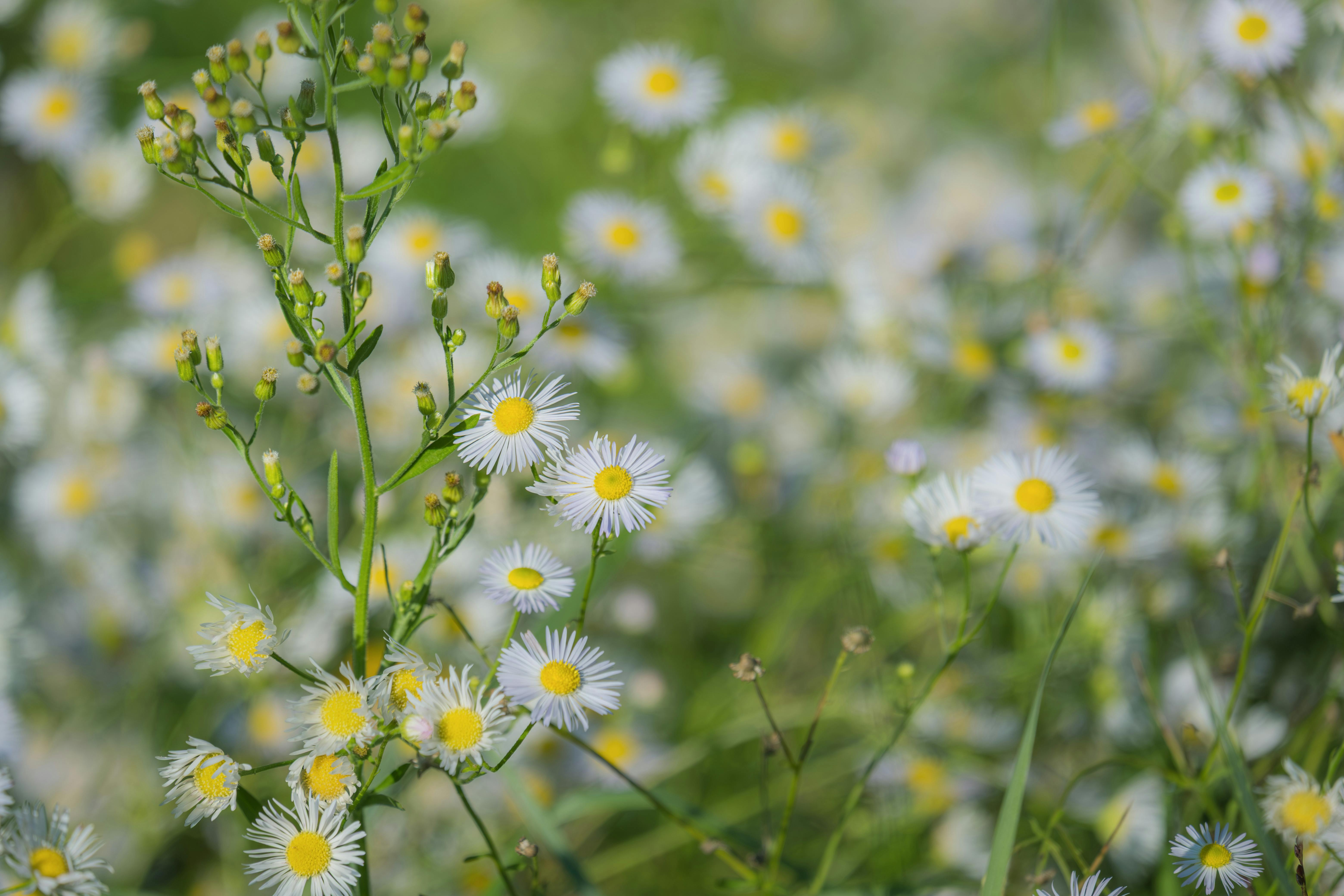 Stem Background Photos, Download The BEST Free Stem Background Stock ...