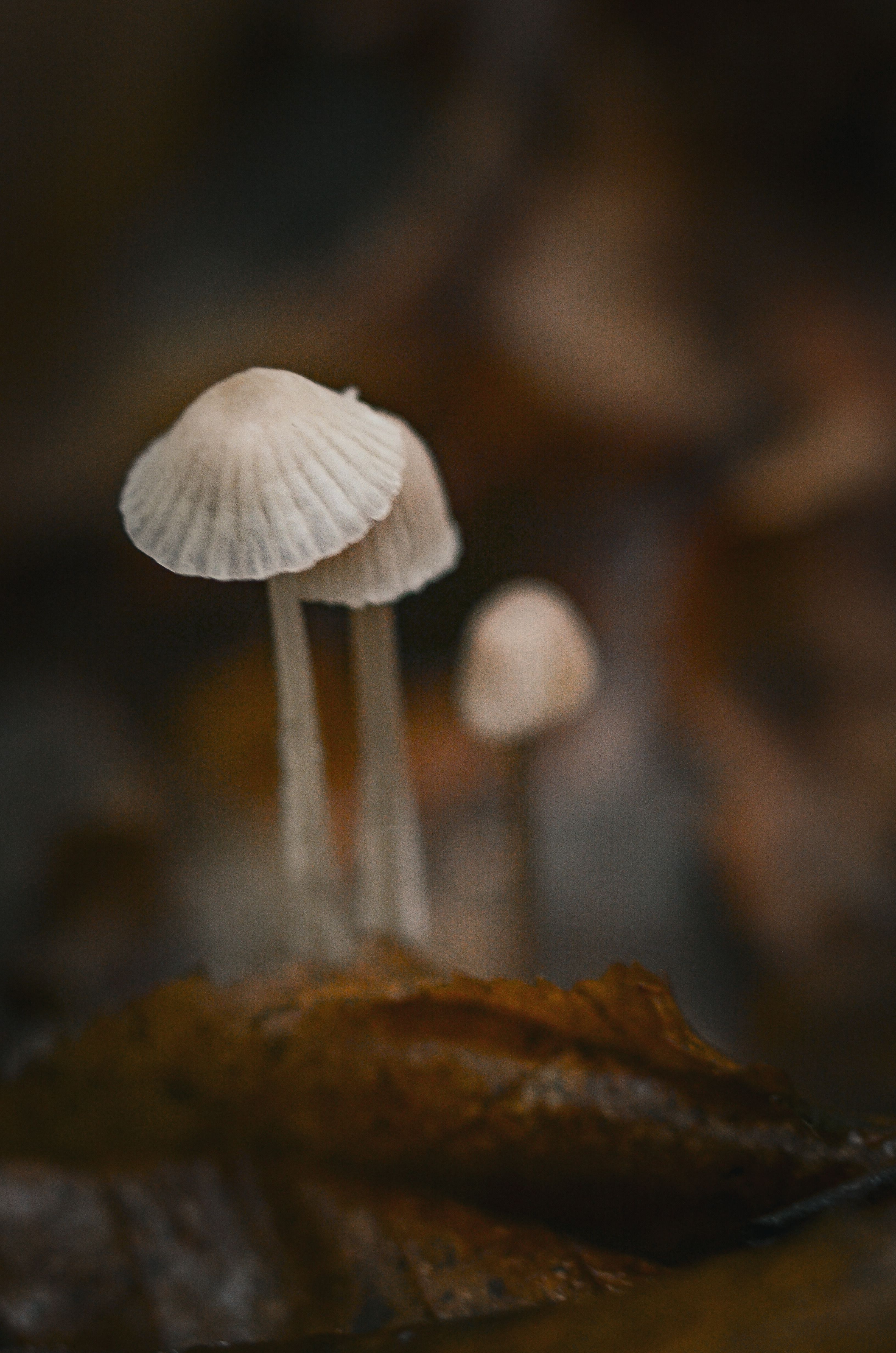 Predictive Microbiology Photos, Download The BEST Free Predictive ...