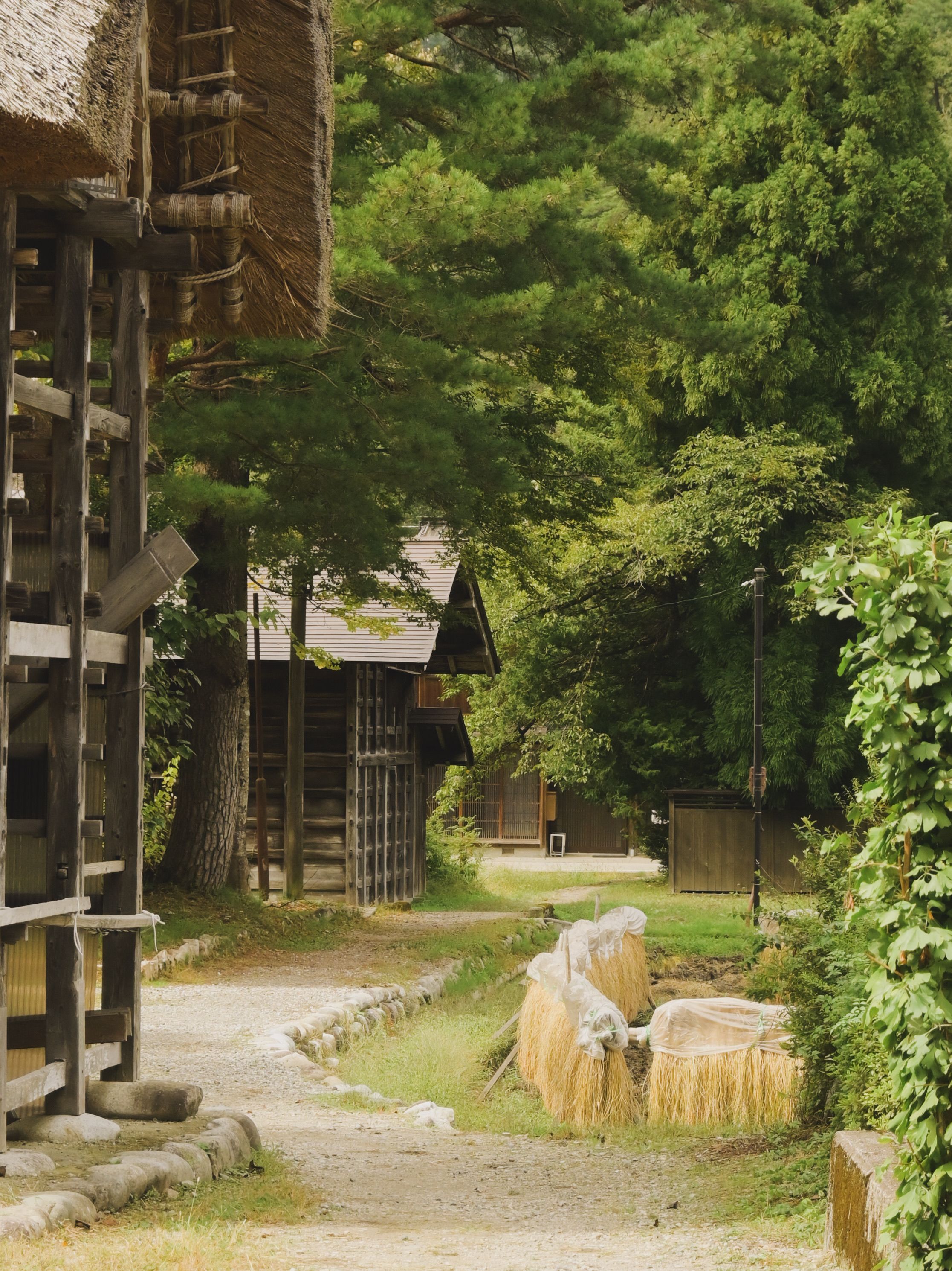Traditional Village with Lush Greenery · Free Stock Photo